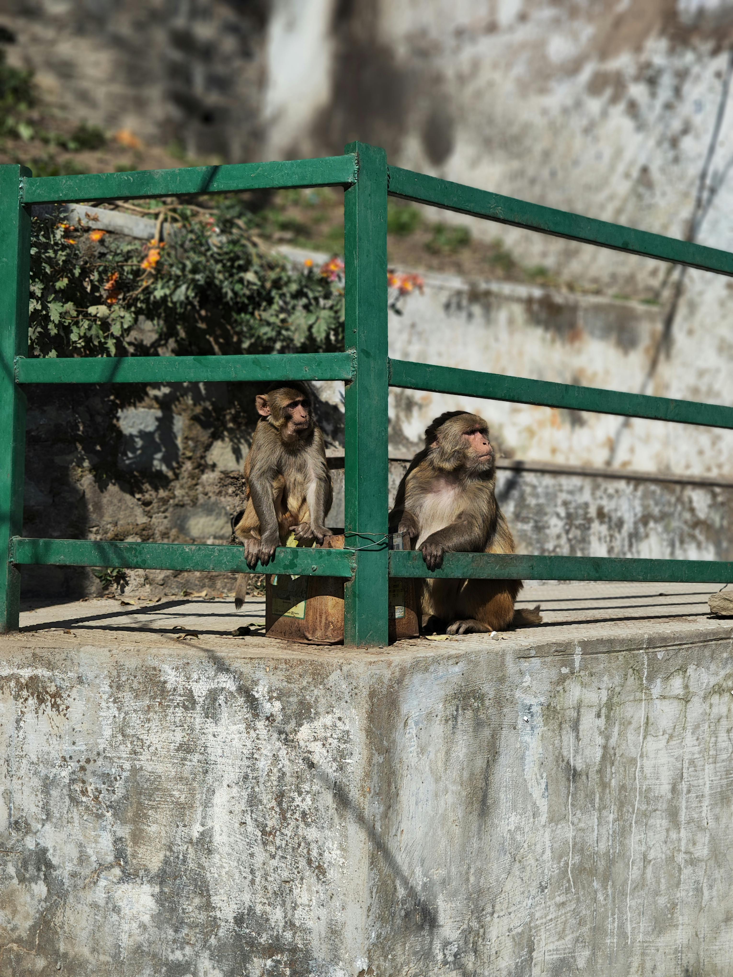 Monkeys Beside Green Metal Railing · Free Stock Photo