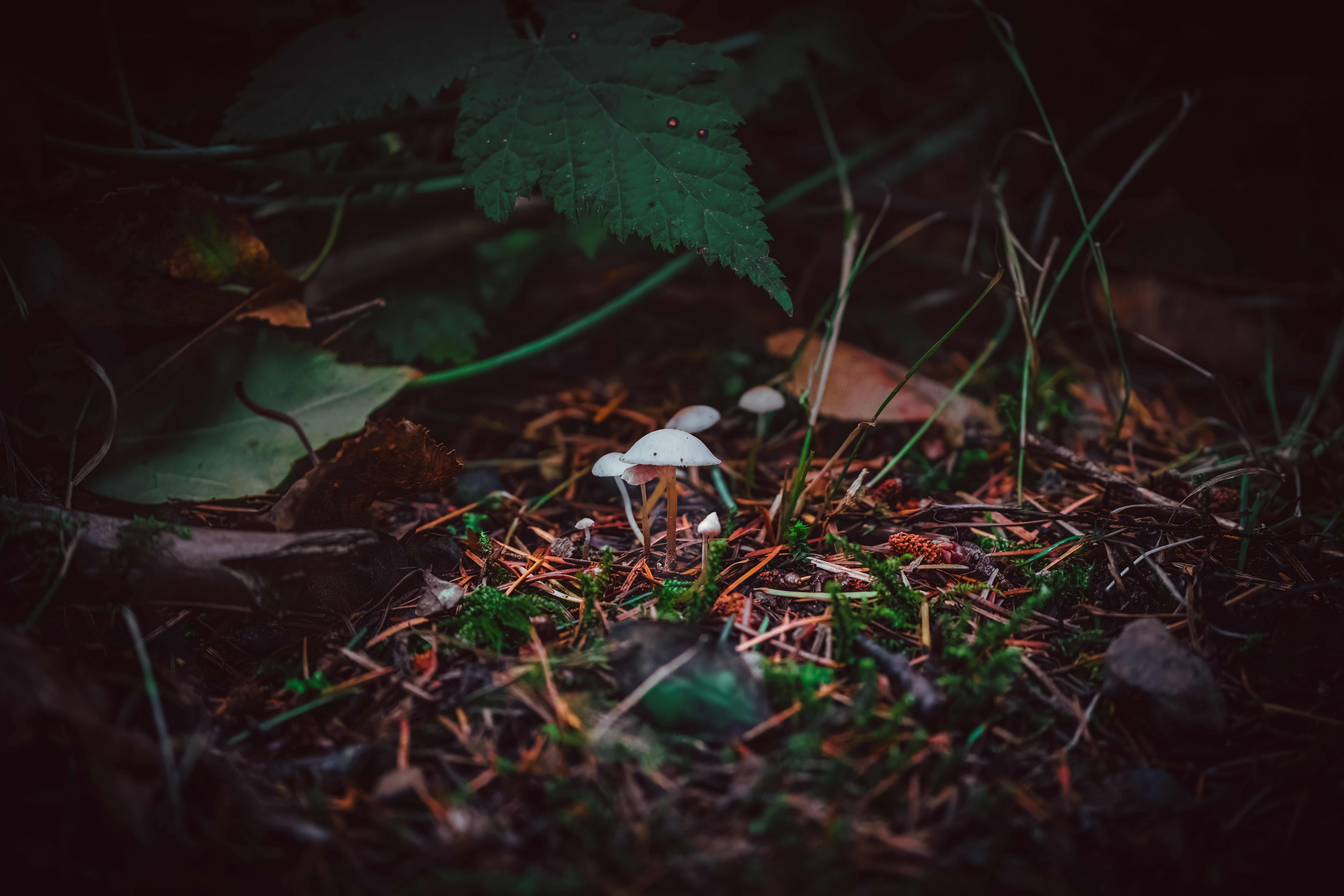 Fungus on the Ground · Free Stock Photo