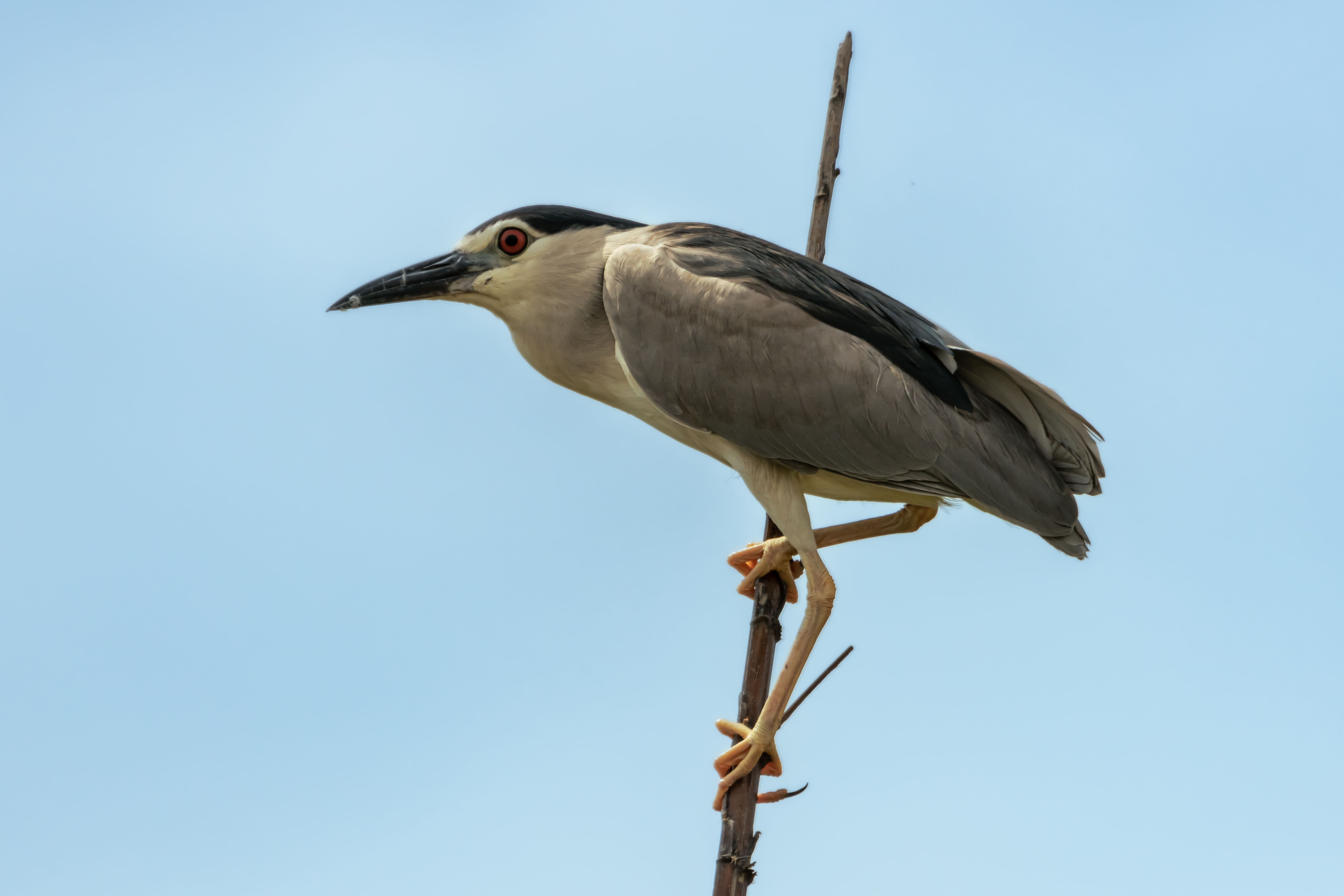 Close Up Photo of a Bird · Free Stock Photo