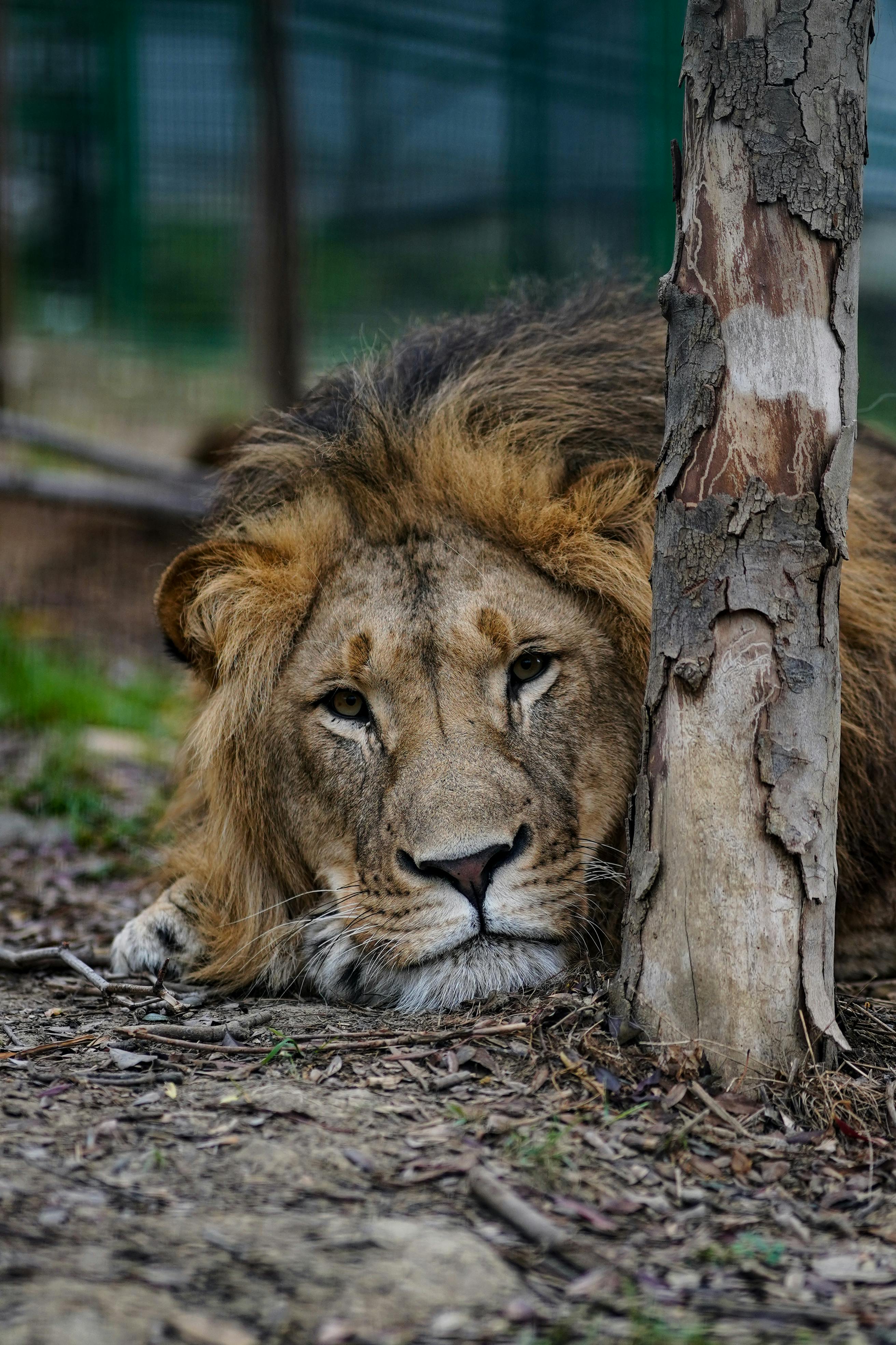 Close-Up Shot of a Lion · Free Stock Photo