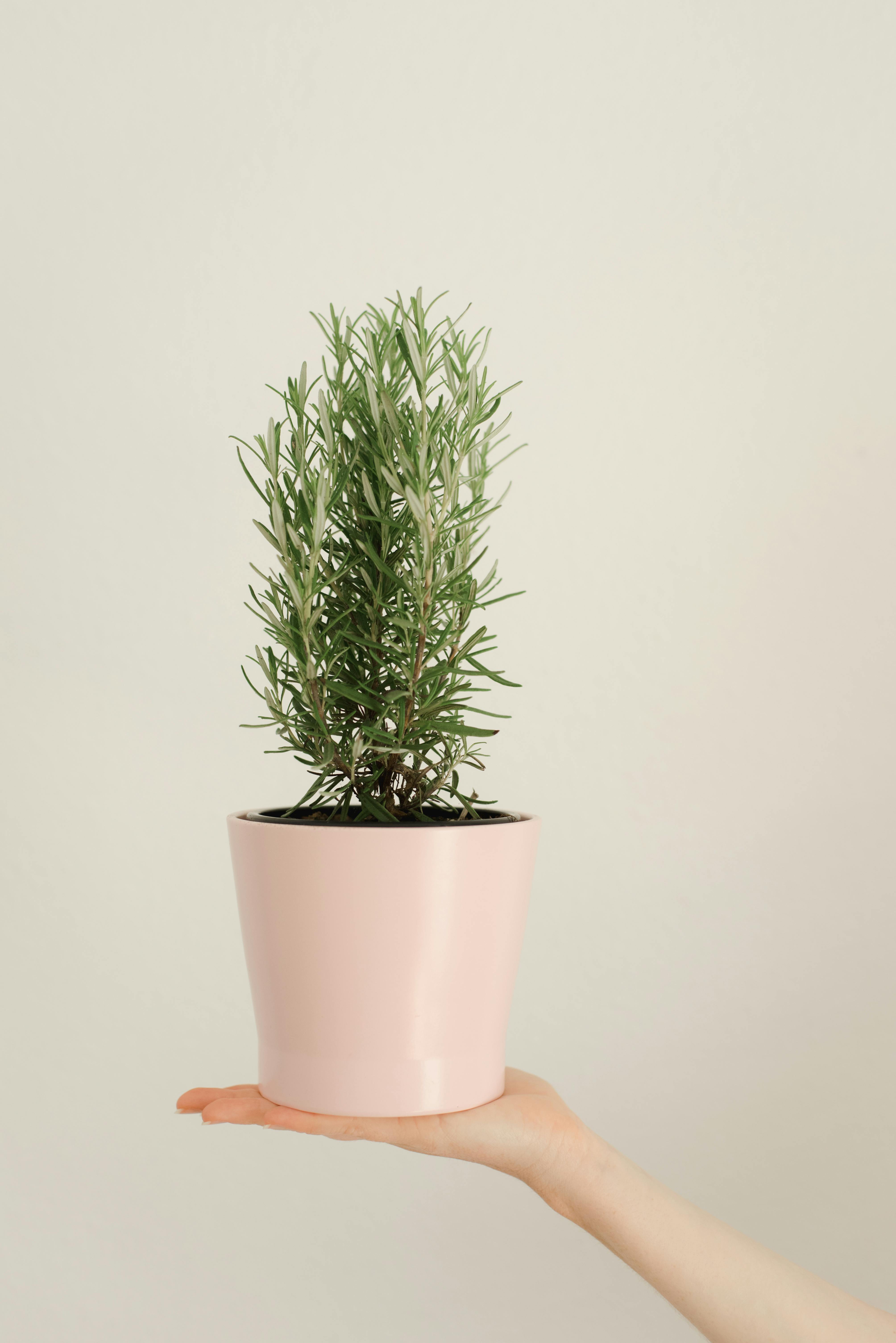 Kolo Mi Pot Photos, Download Free Kolo Mi Pot Stock Photos & HD Images