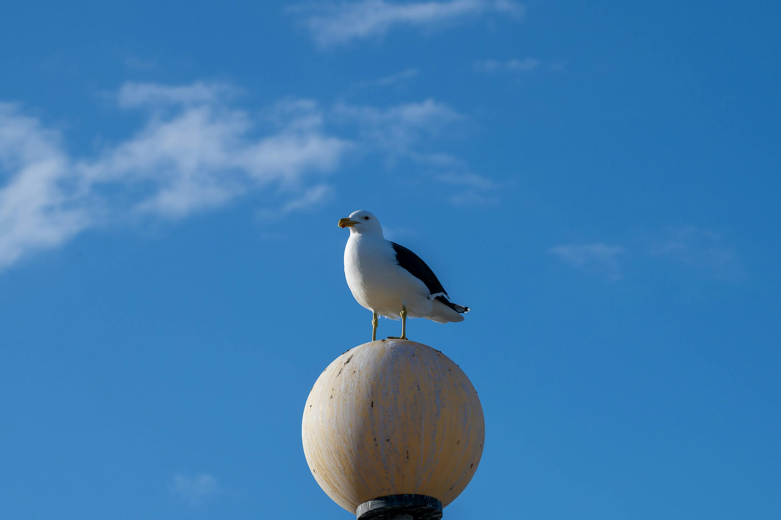 A Seagull under a Blue Sky · Free Stock Photo