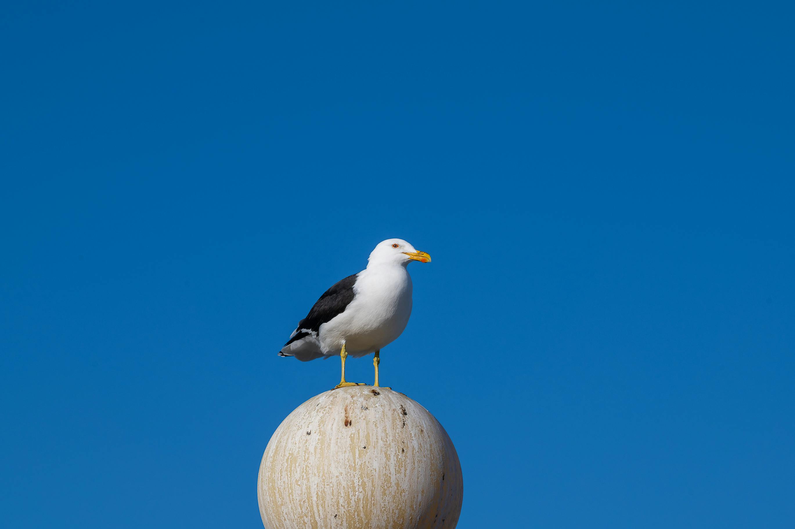 A Seagull Under the Blue Sky · Free Stock Photo