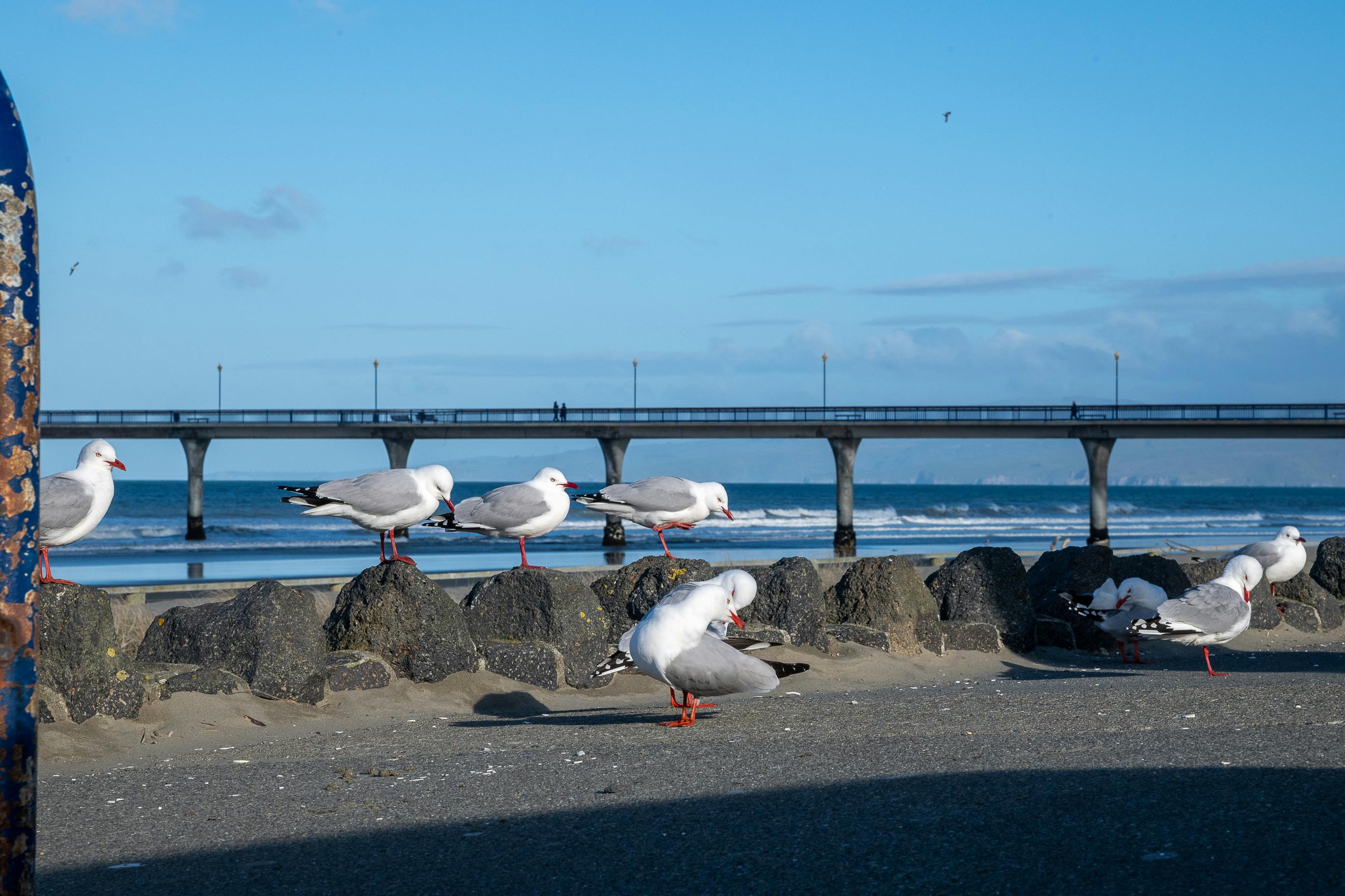Beach Bridges Photos, Download The BEST Free Beach Bridges Stock Photos ...