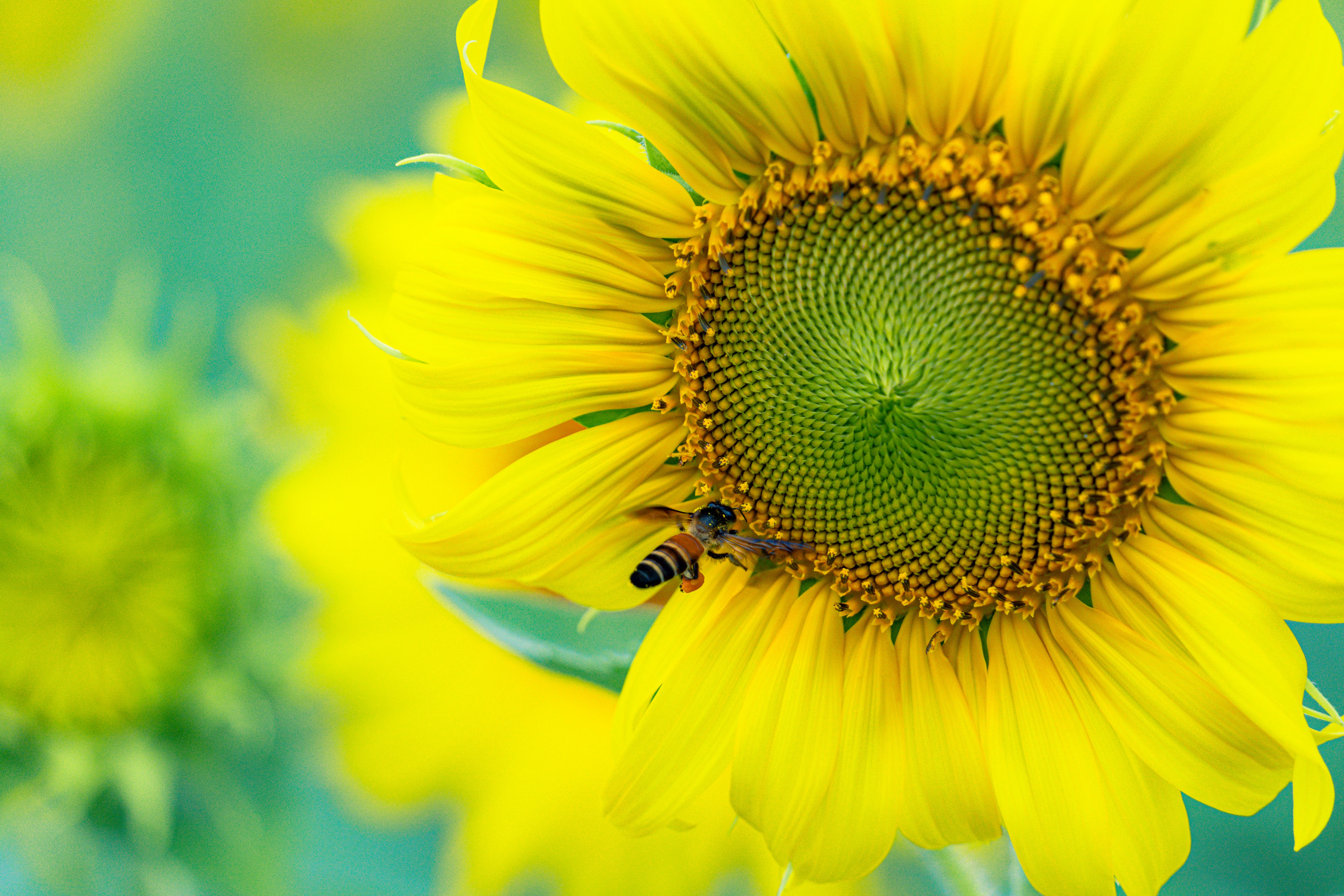 Blooming Sunflower in Close-Up Photography · Free Stock Photo