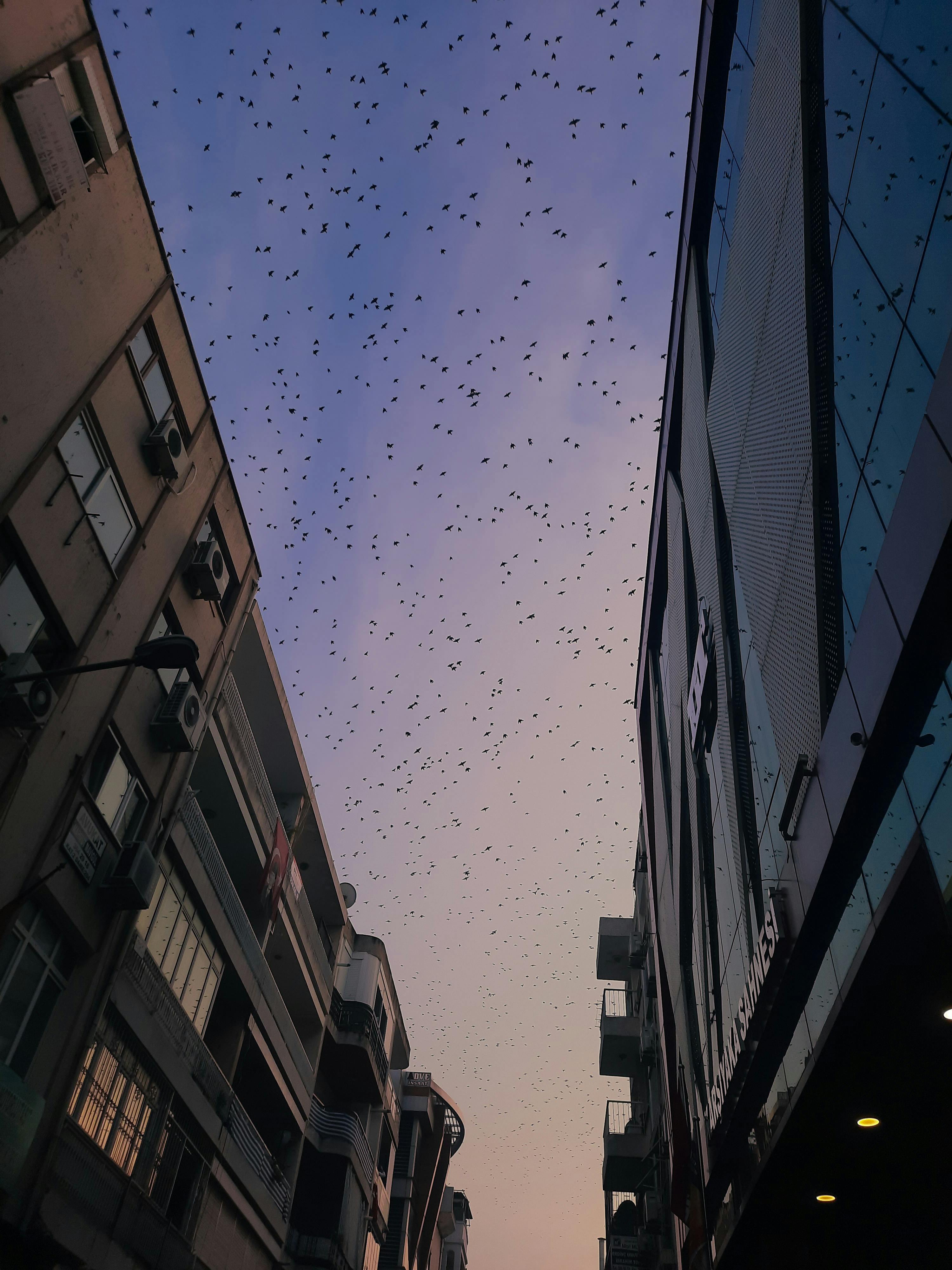 Flock of Birds Flying over the High Rise Buildings · Free Stock Photo