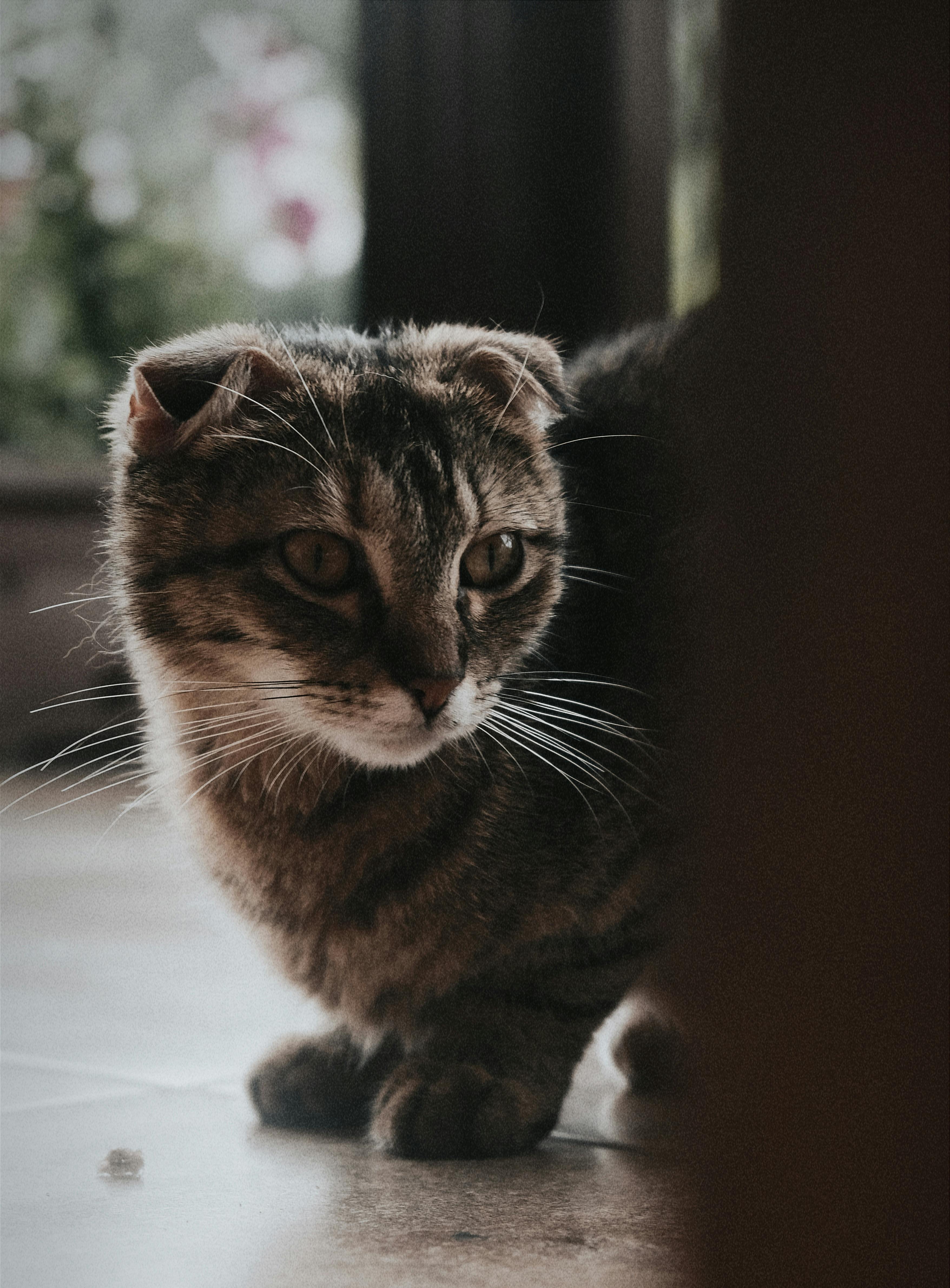 4k Pets Photos, Download The BEST Free 4k Pets Stock Photos & HD Images
