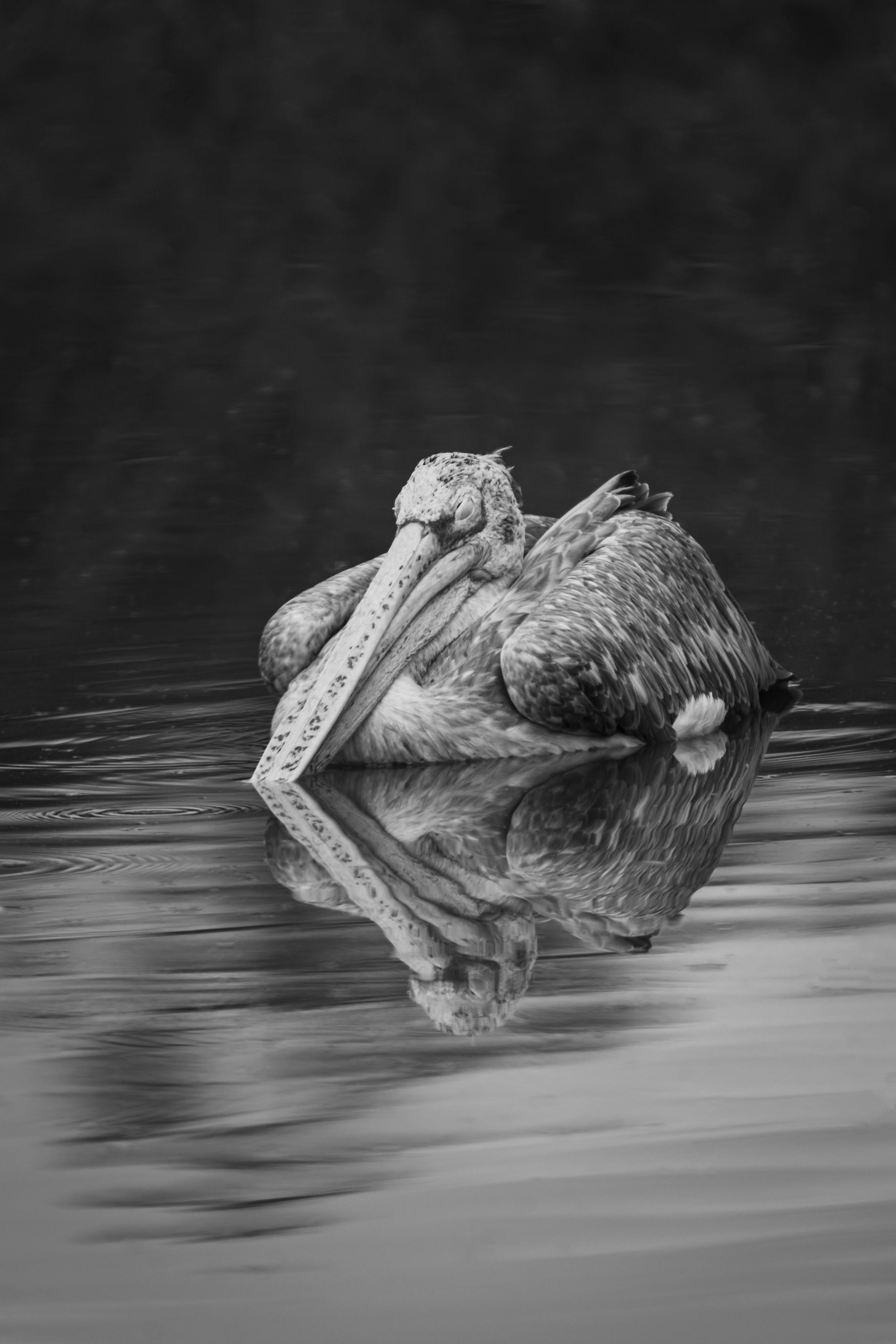 Shallow Focus of Crow · Free Stock Photo