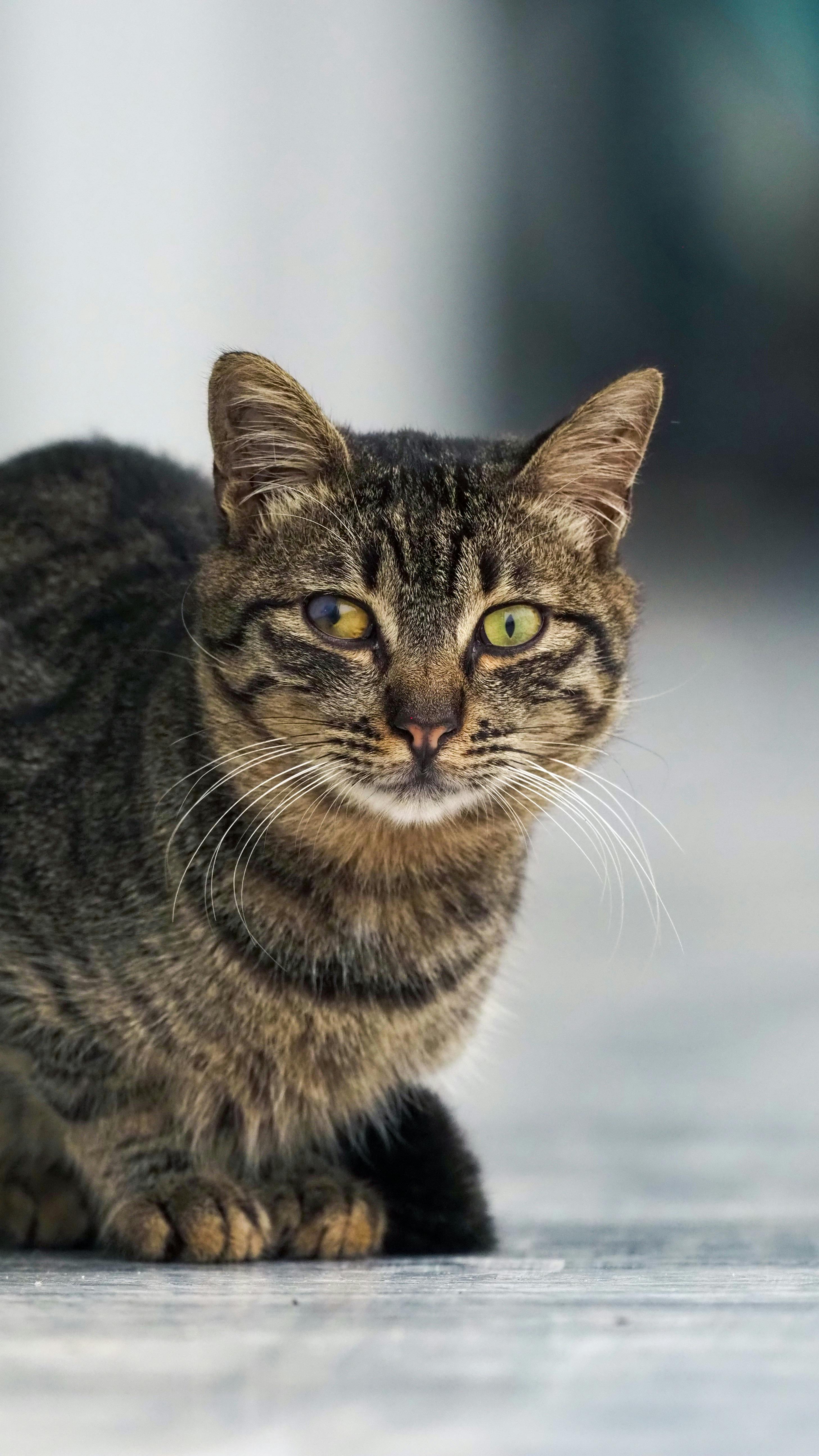Tuxedo Cat · Free Stock Photo