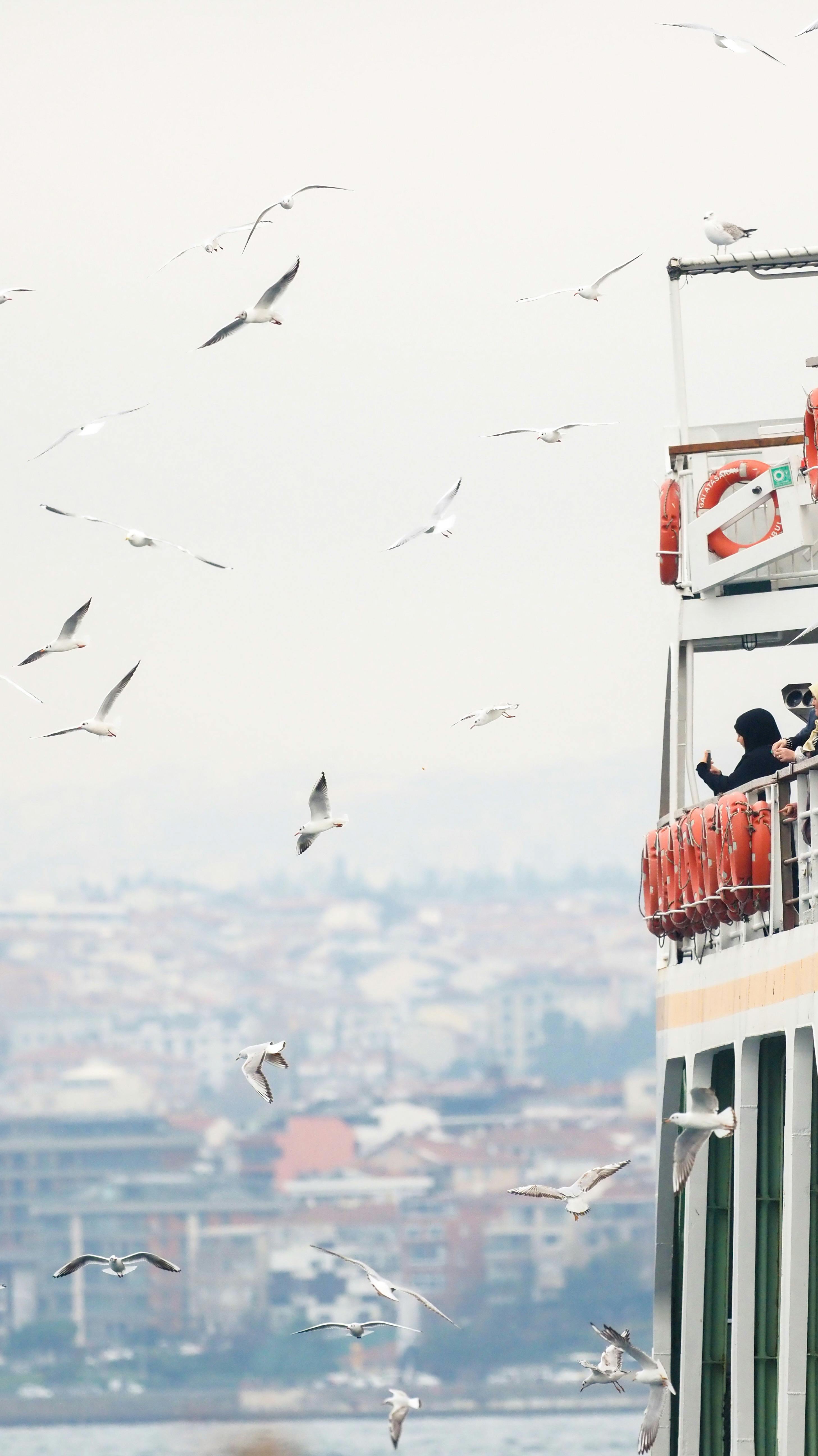 Flying Birds Near Ferry Boat Sailing on the Sea · Free Stock Photo