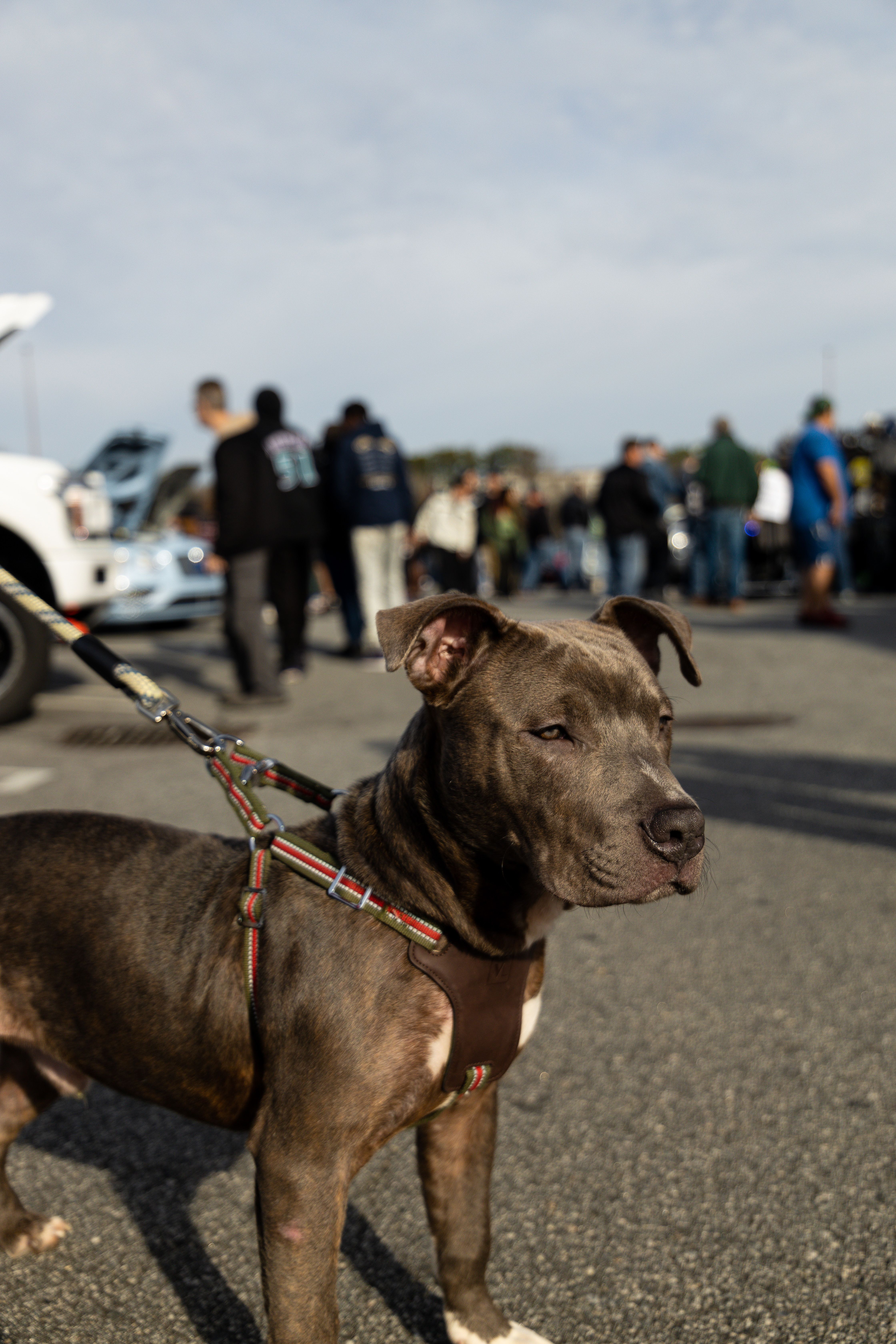Pitbull Dog Standing Behind Wrought Iron Fence · Free Stock Photo
