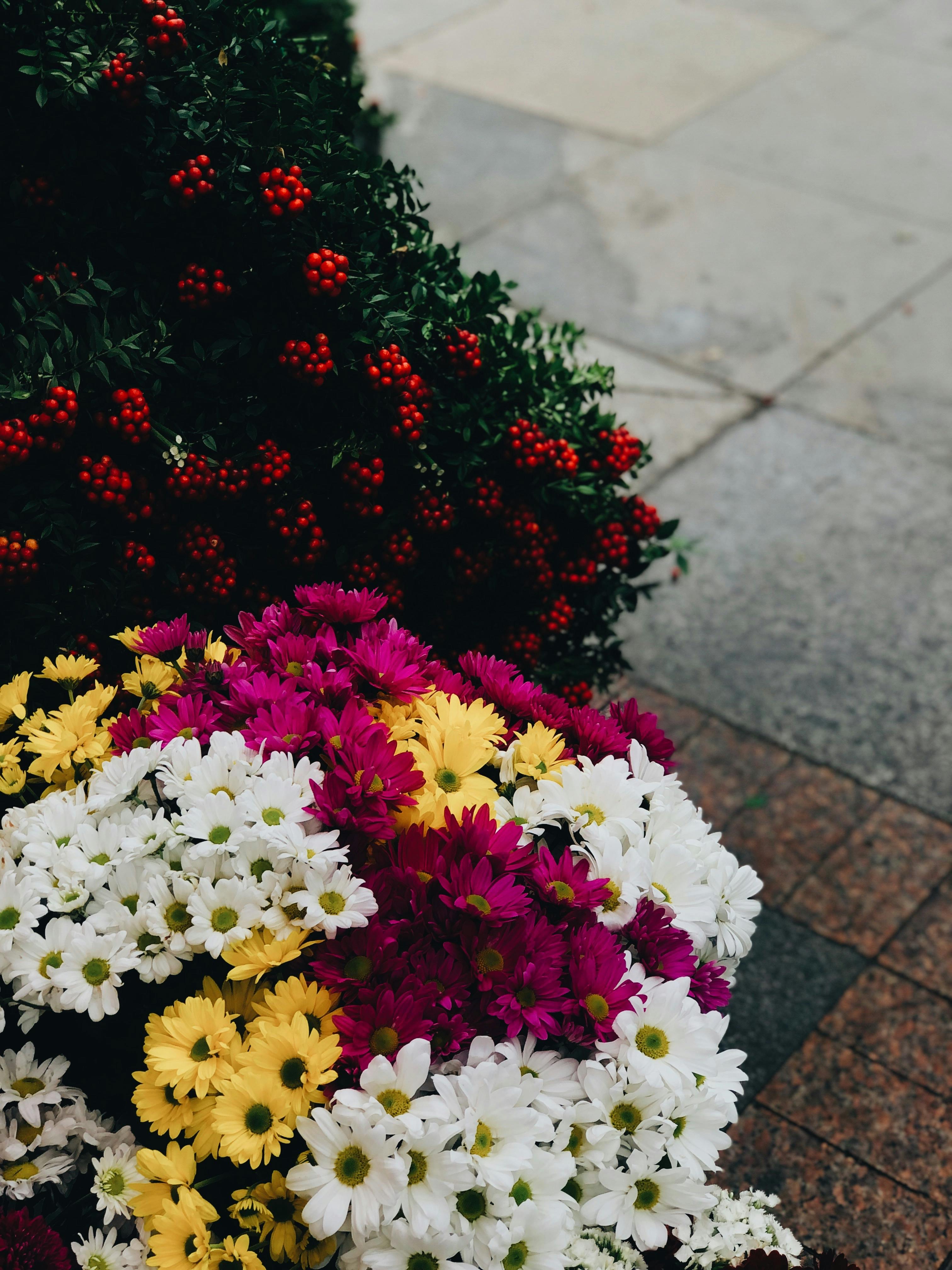 Colorful Flowers on Ground · Free Stock Photo
