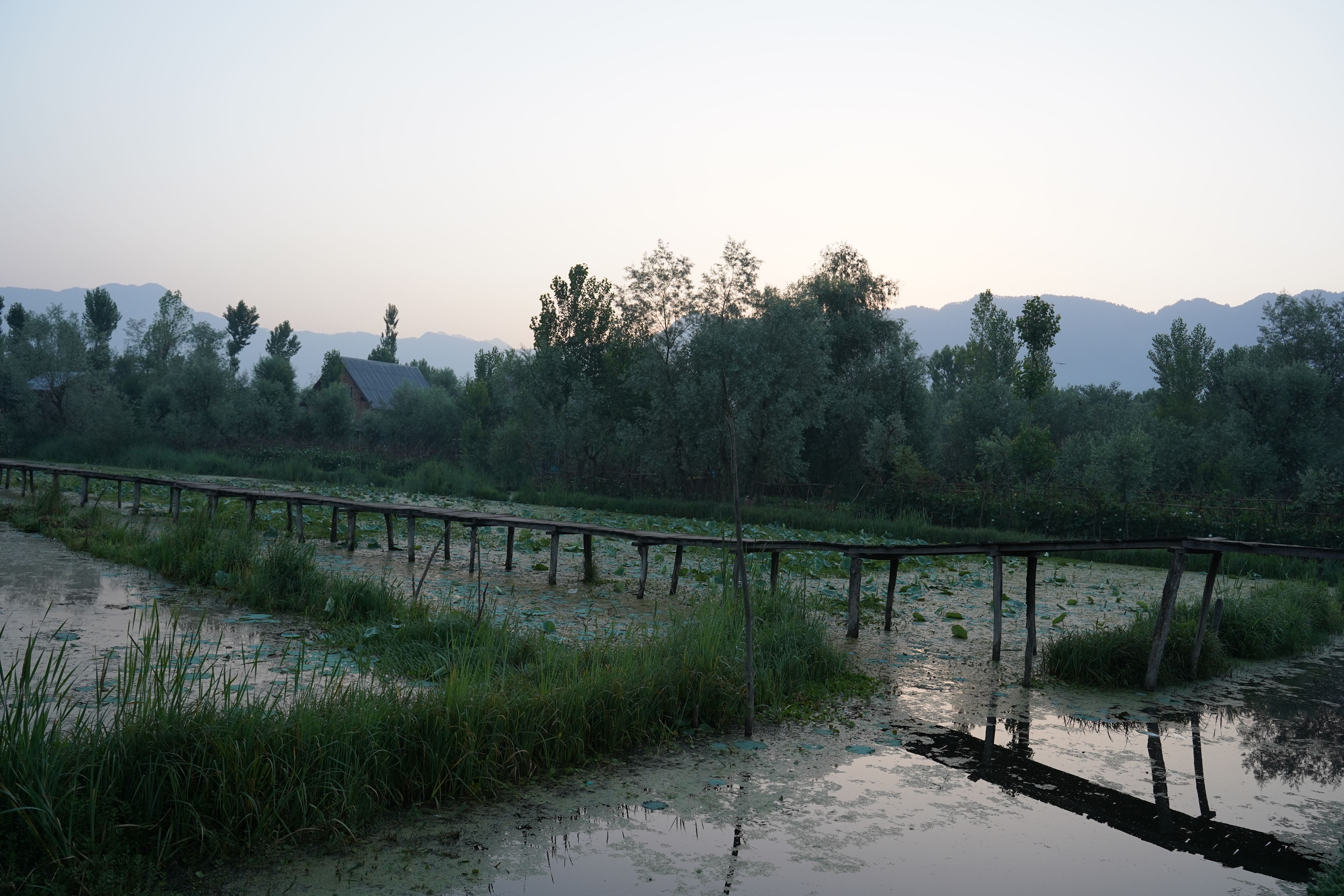 Boardwalk over Rice Field · Free Stock Photo