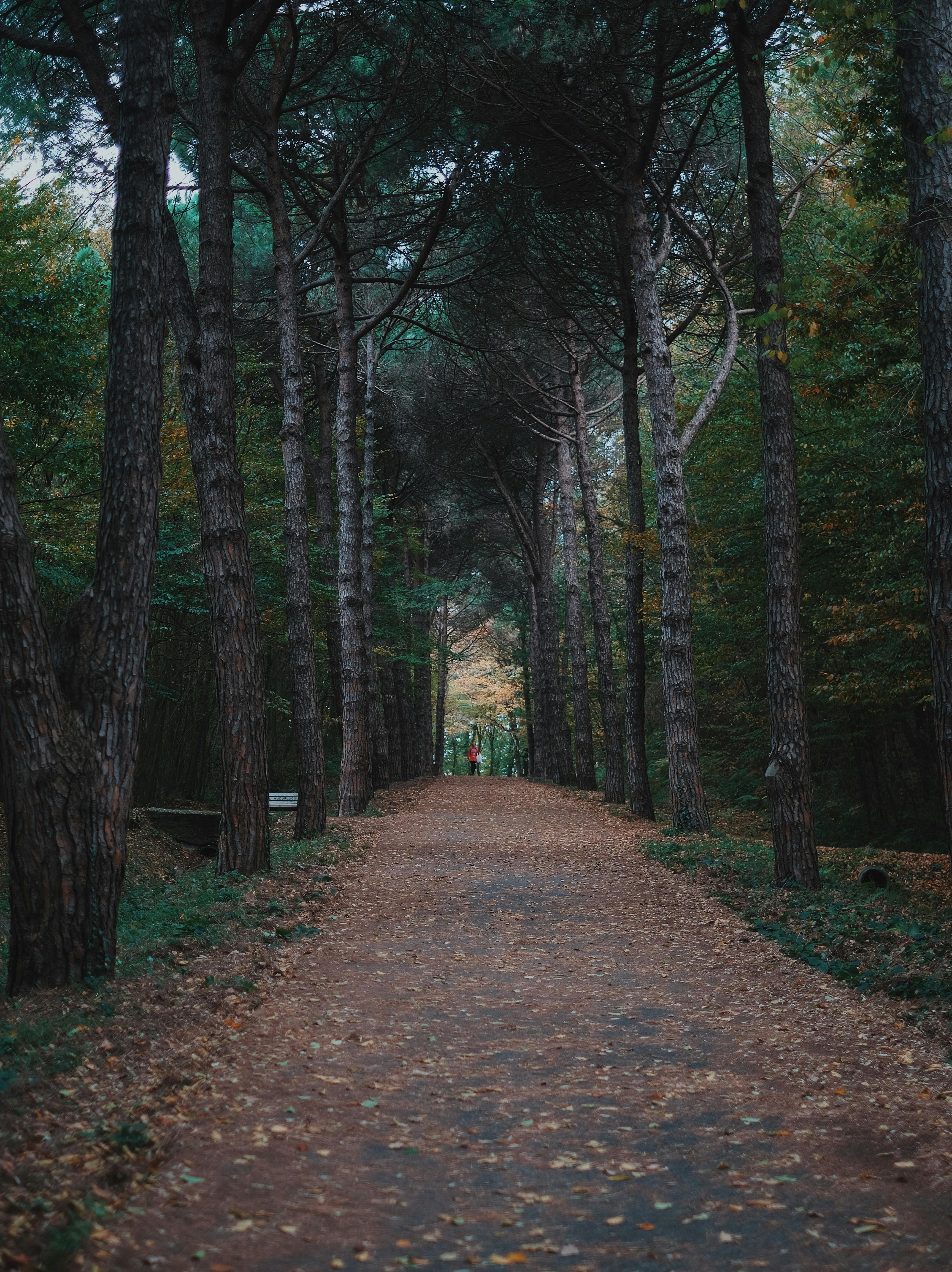 Alley in Forest · Free Stock Photo