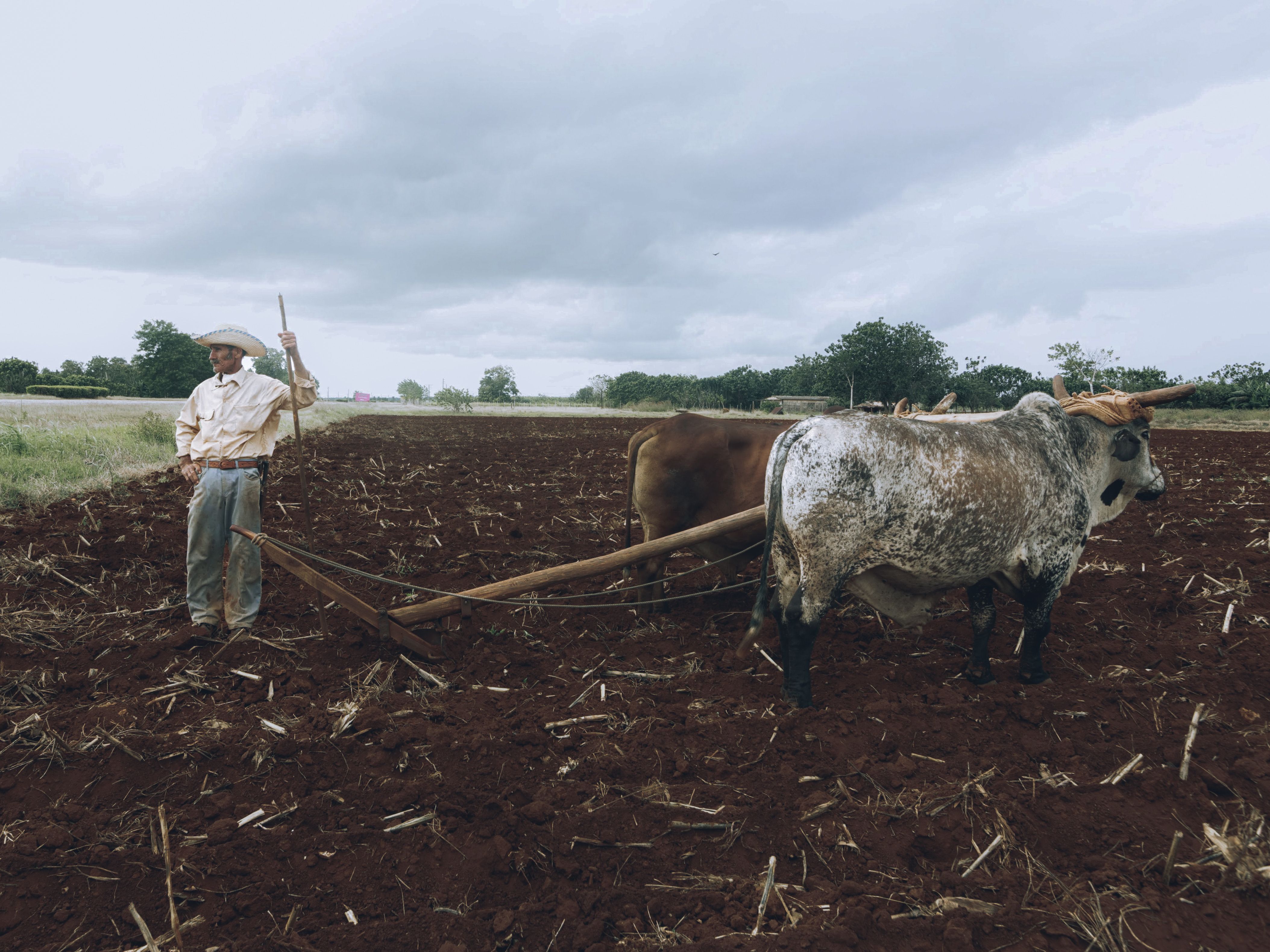 Oxen Pulling Sledge with Sitting Man · Free Stock Photo
