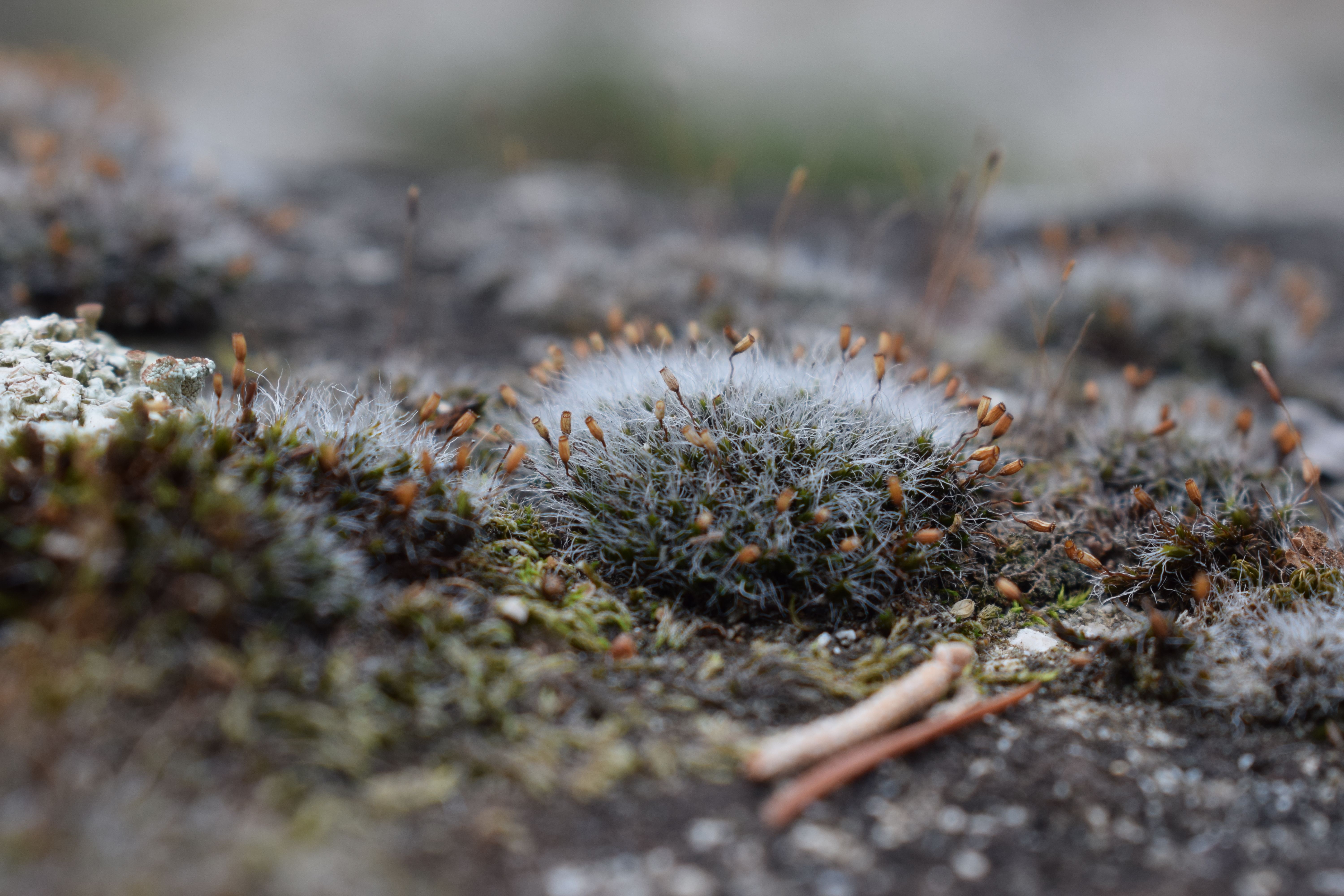 Growing Moss in Close-Up Photography · Free Stock Photo