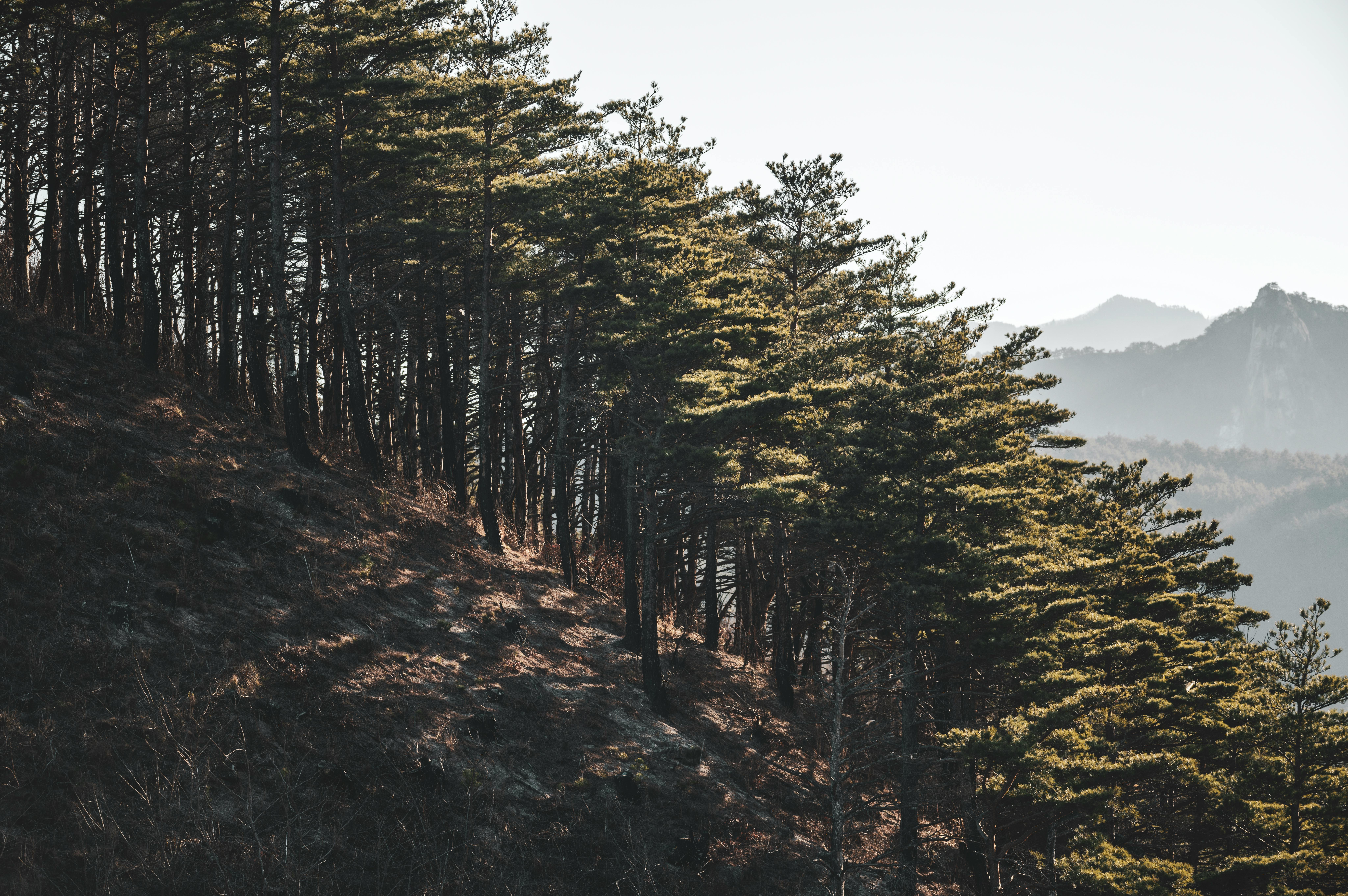 Green Trees on Mountain · Free Stock Photo