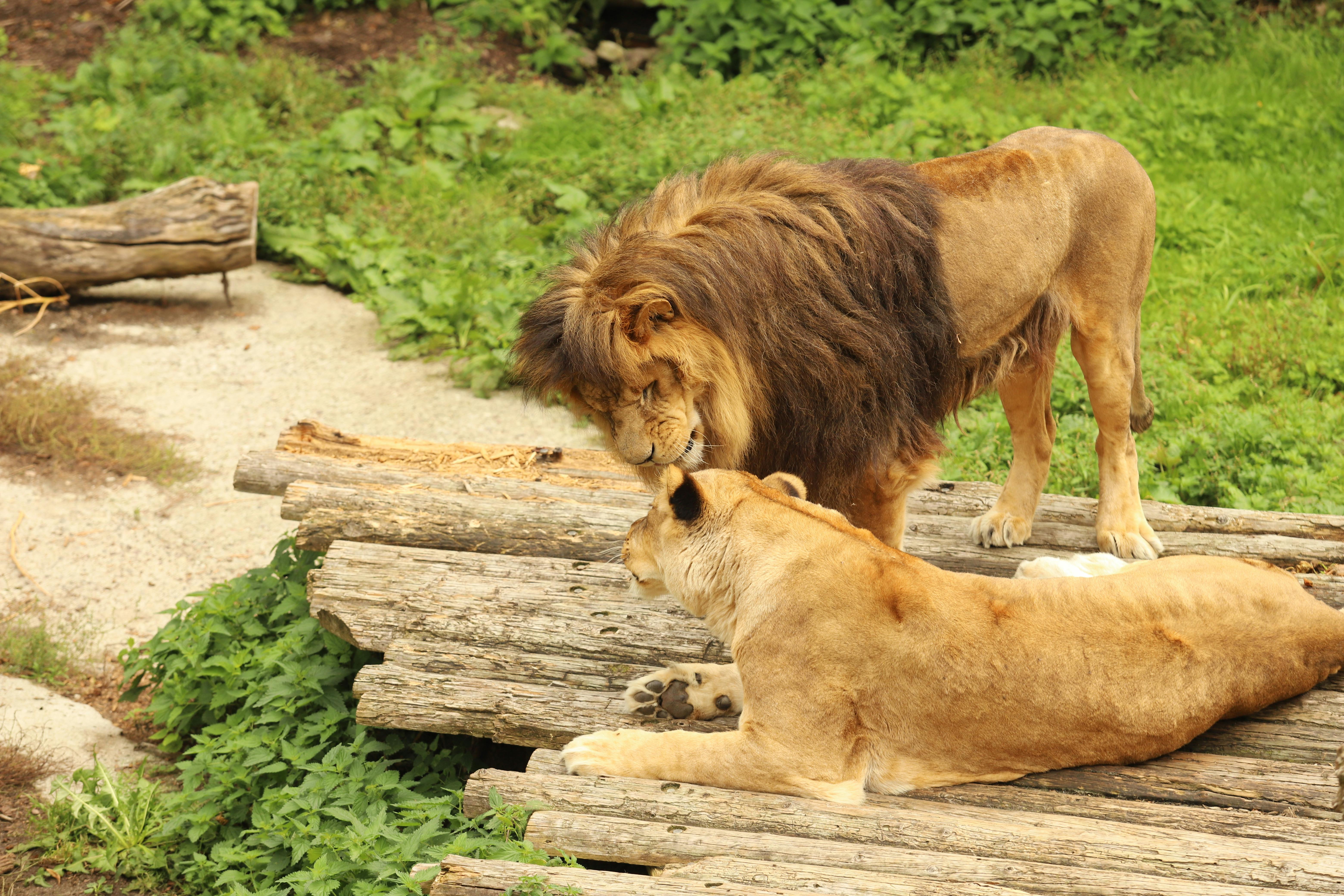 Wild Life Lion Photos, Download Free Wild Life Lion Stock Photos & HD ...