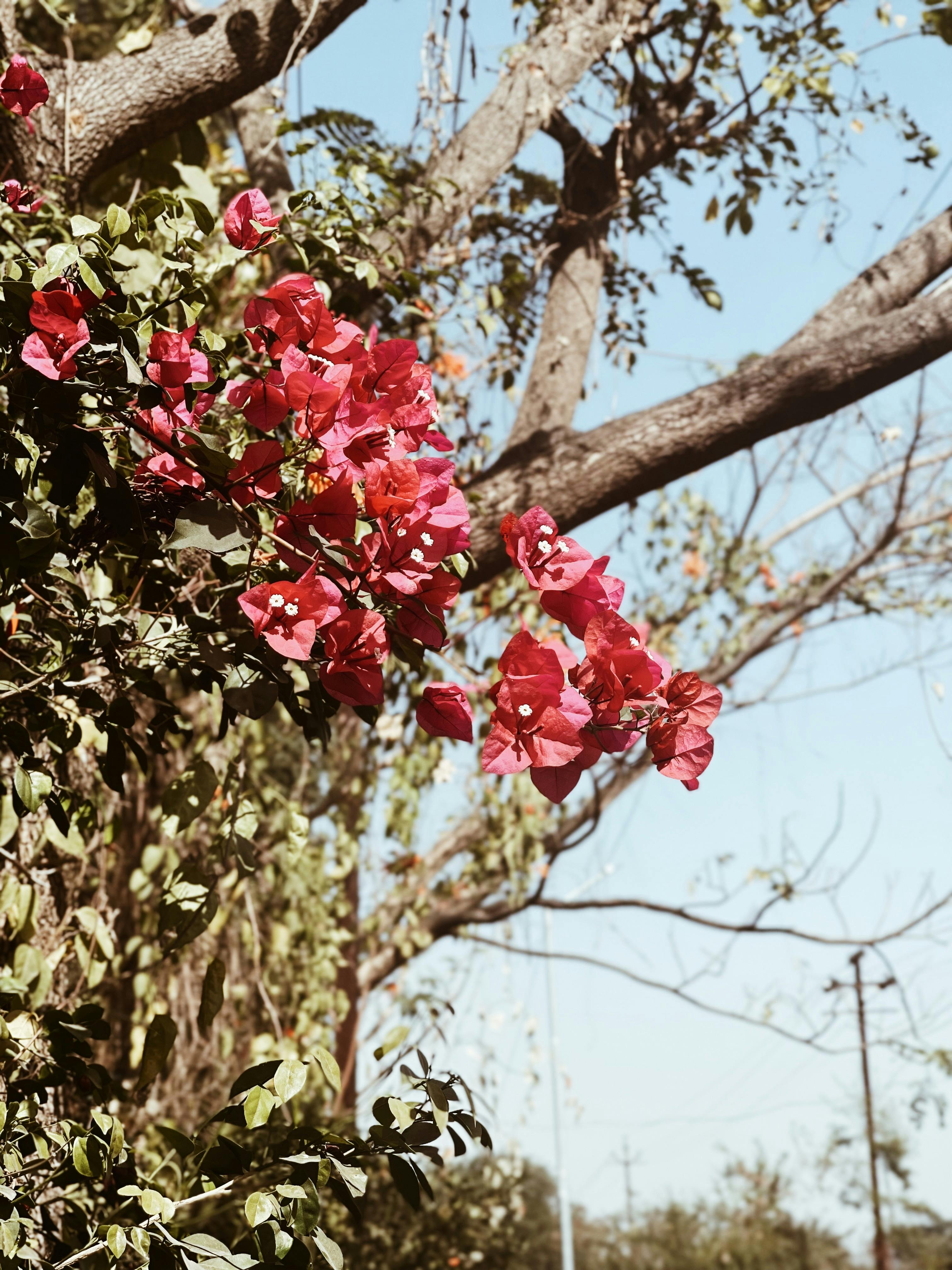 Flowers on a Tree · Free Stock Photo