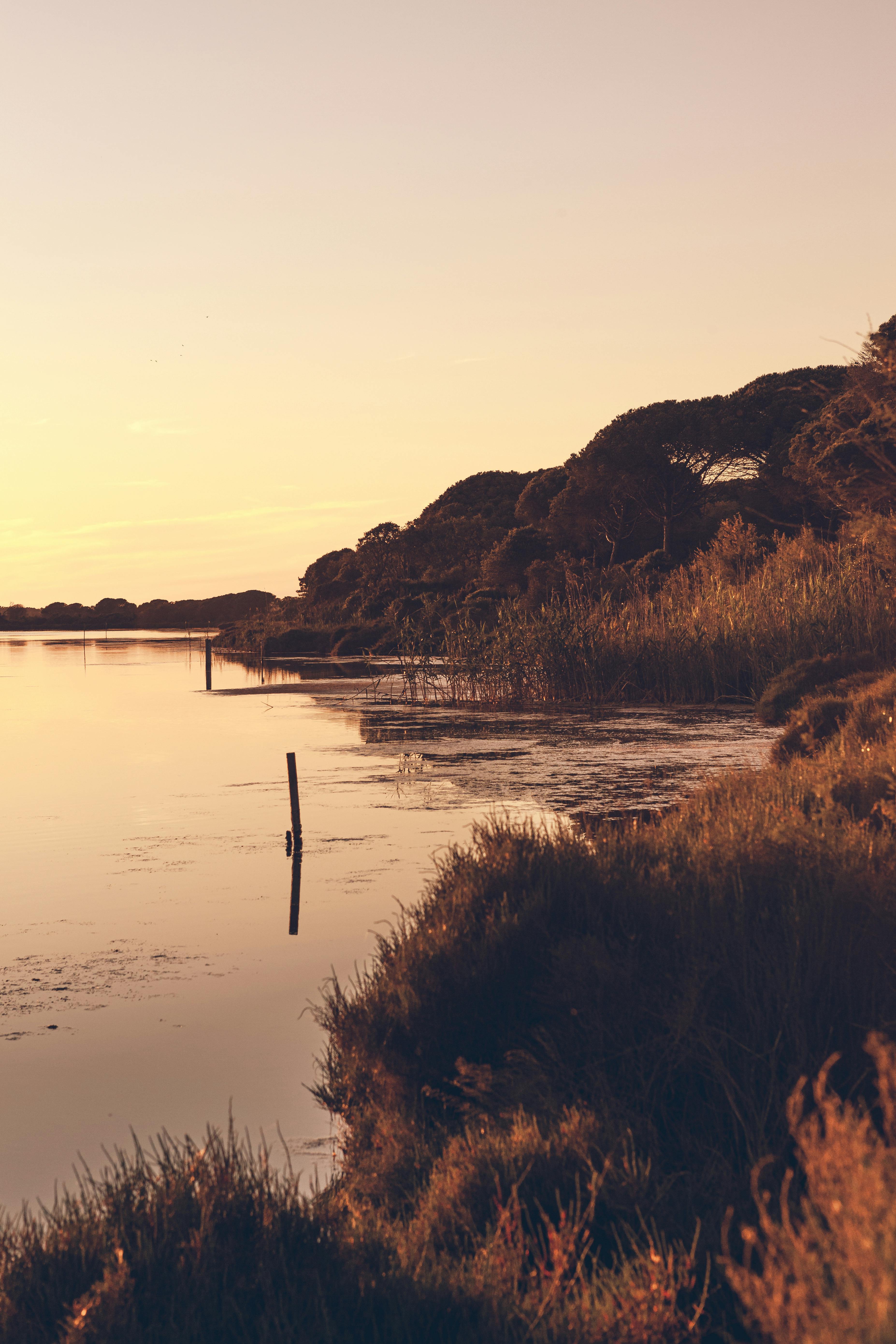 Nature Scene at Dawn · Free Stock Photo