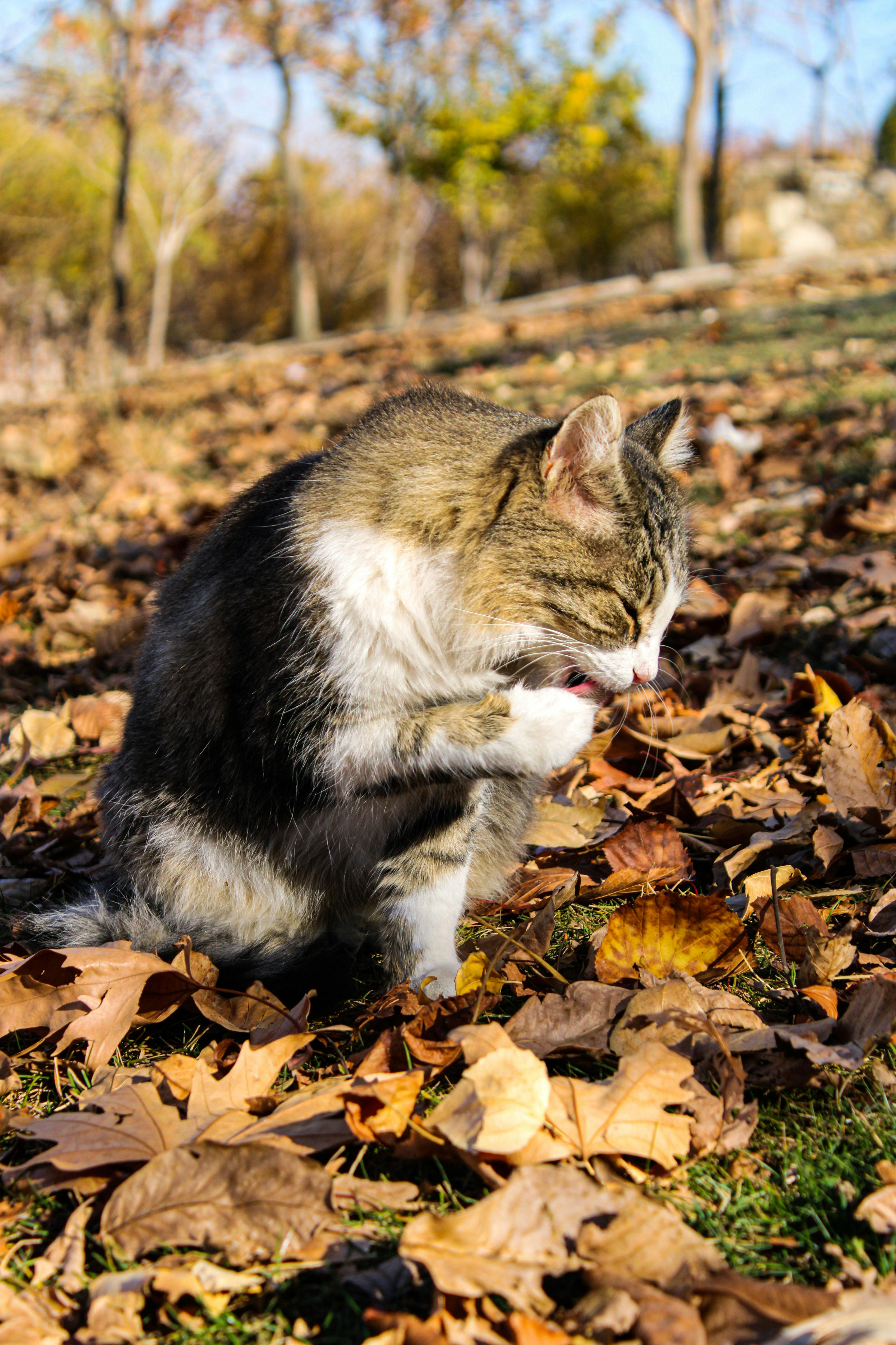Brown Cat in a Park in Fall · Free Stock Photo