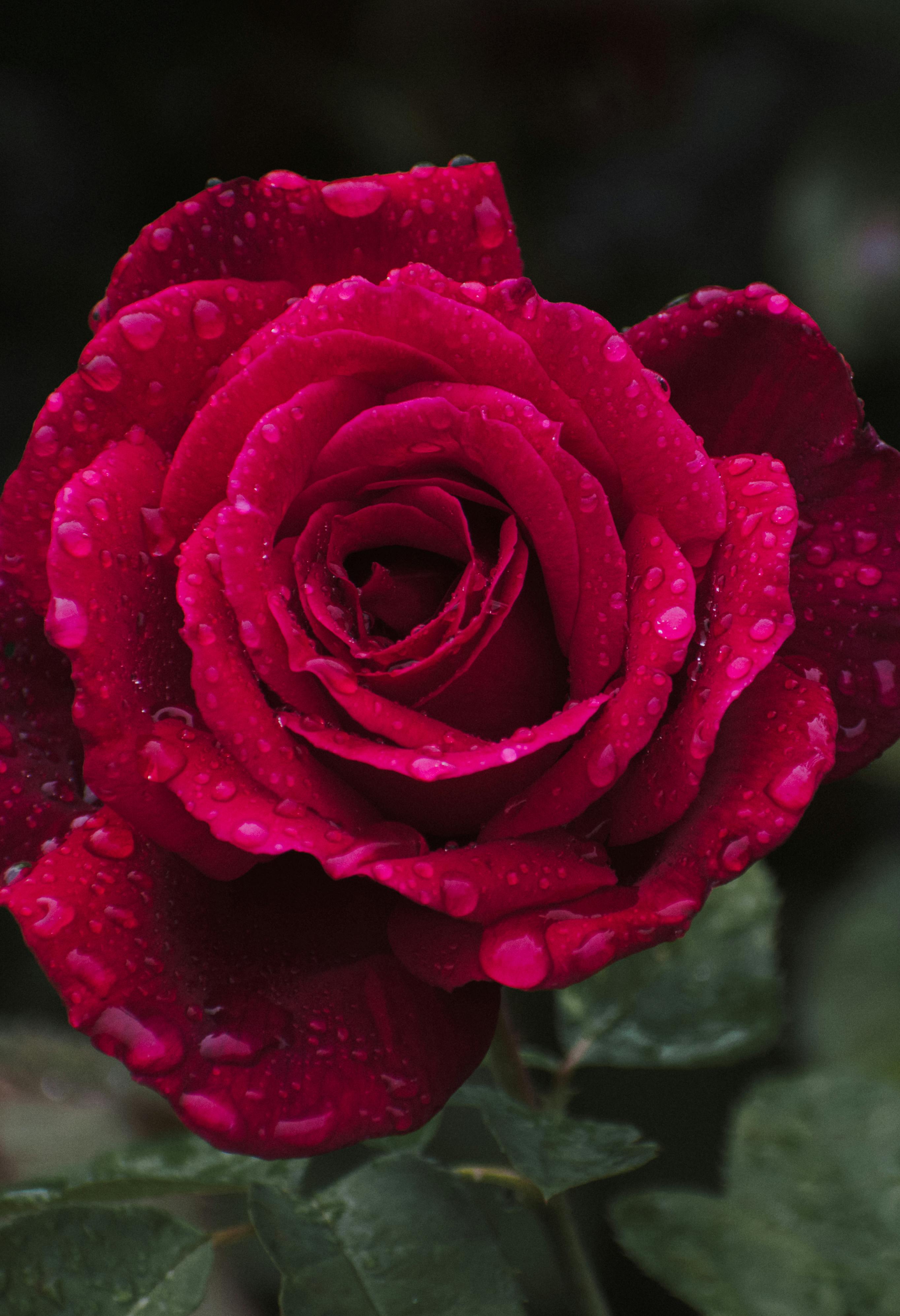 Red Rose in Close Up Photography · Free Stock Photo