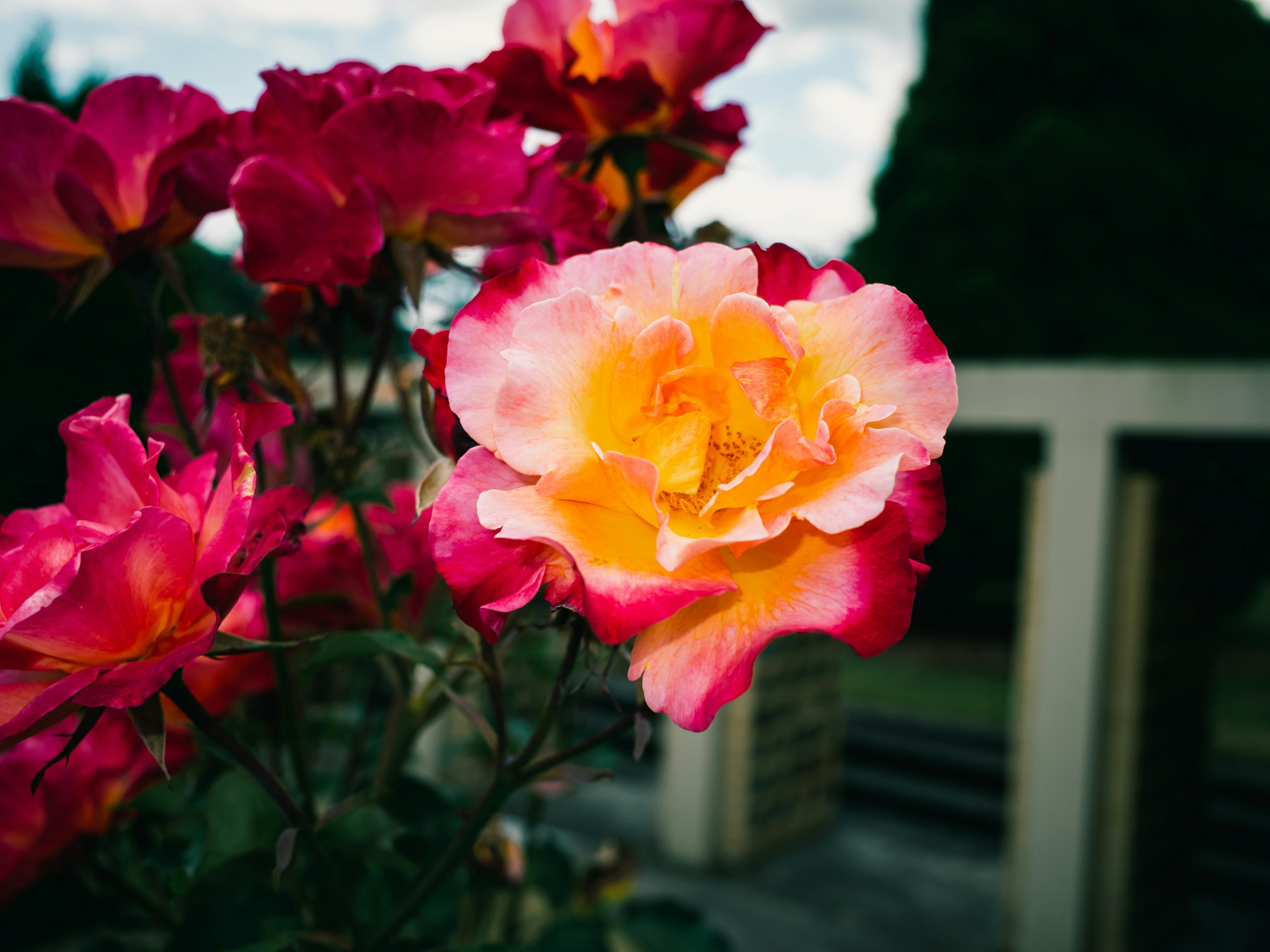 Close-up of a Climbing Rose Branch with Leaves and Thorns on a Fence ...