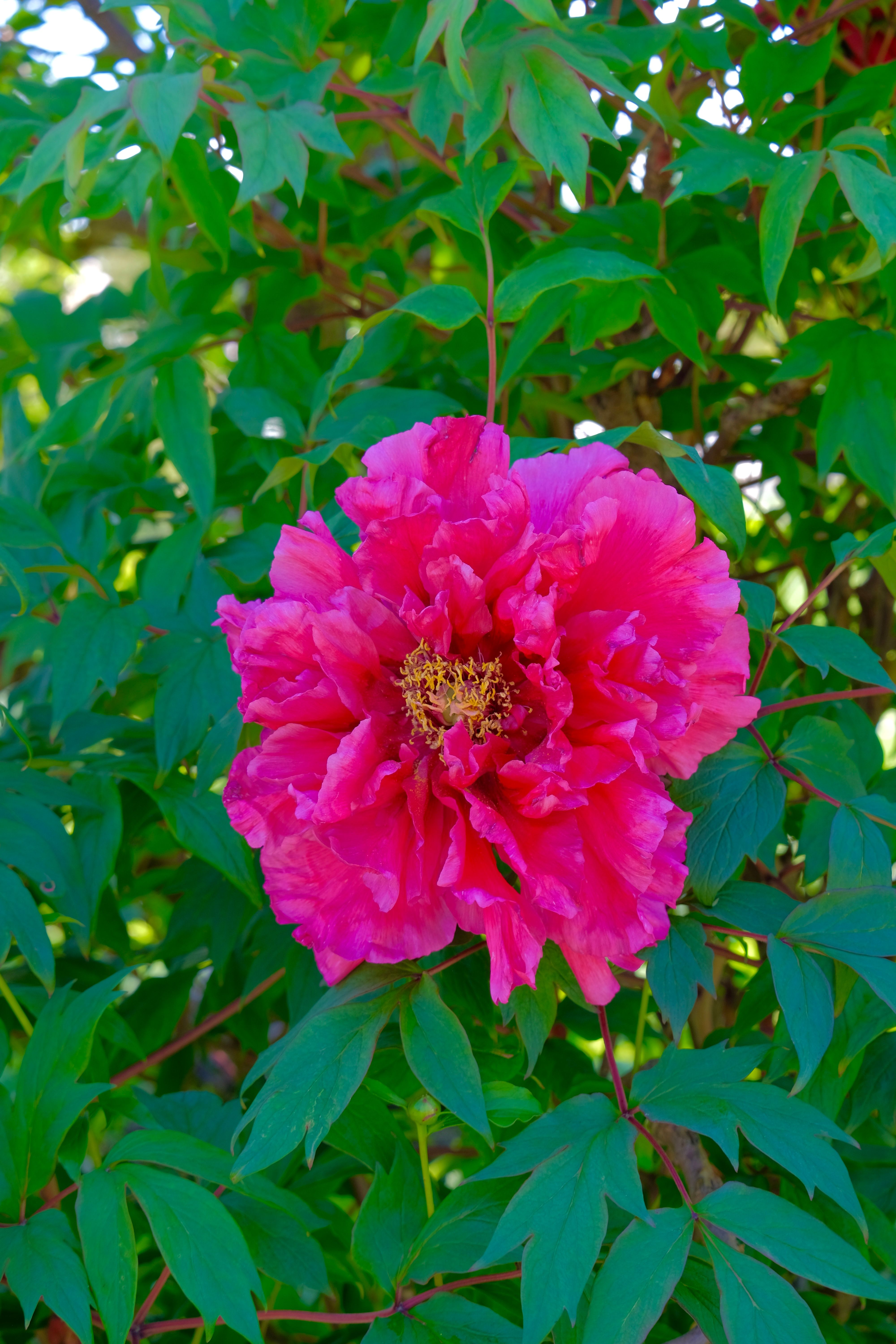 Pink Flower on a Shrub in Garden · Free Stock Photo