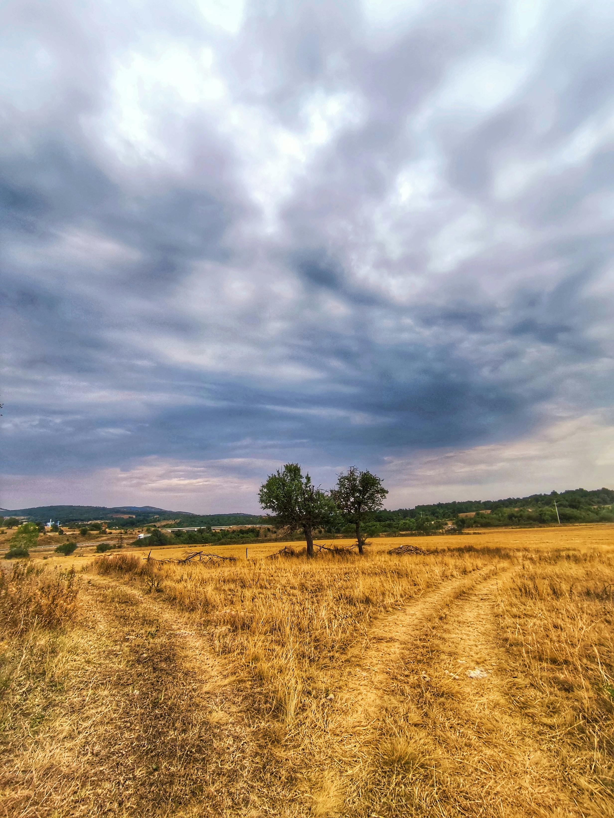 Trees on Grass Field · Free Stock Photo