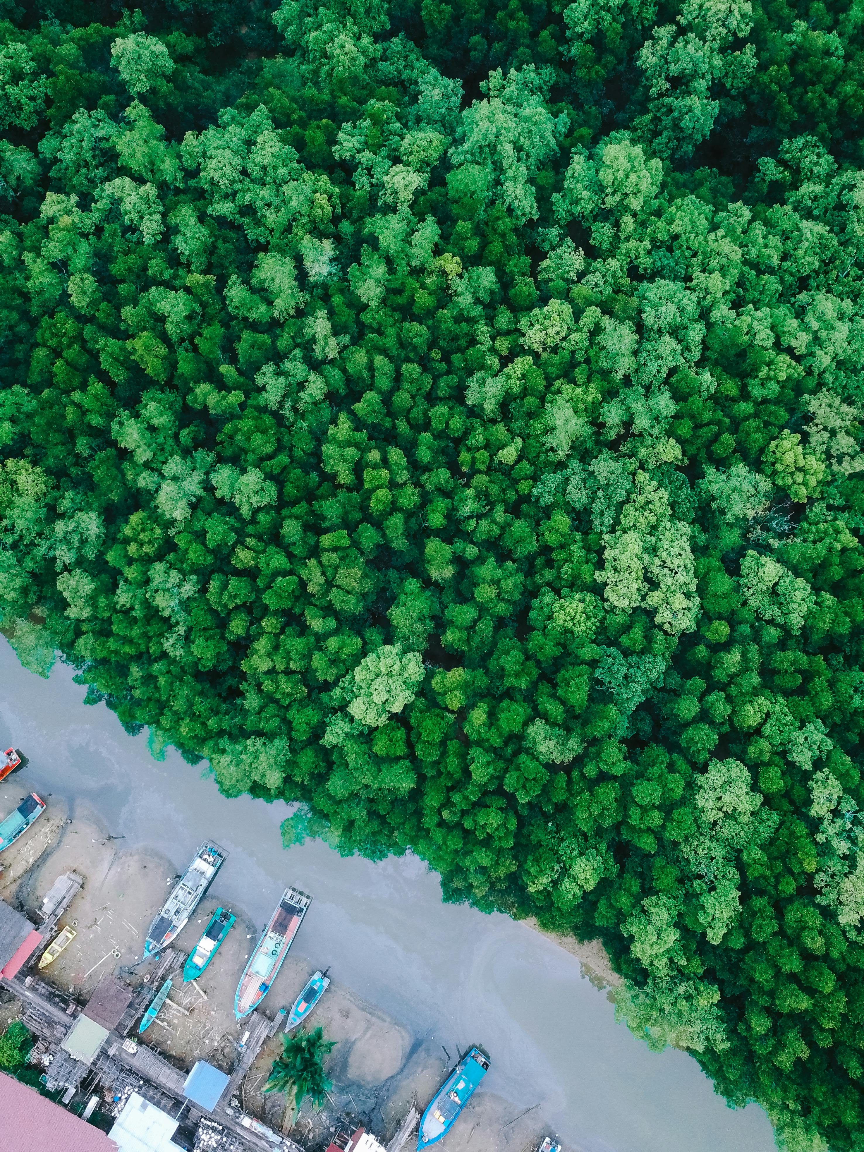 Top View of Beach, Boats and Trees · Free Stock Photo