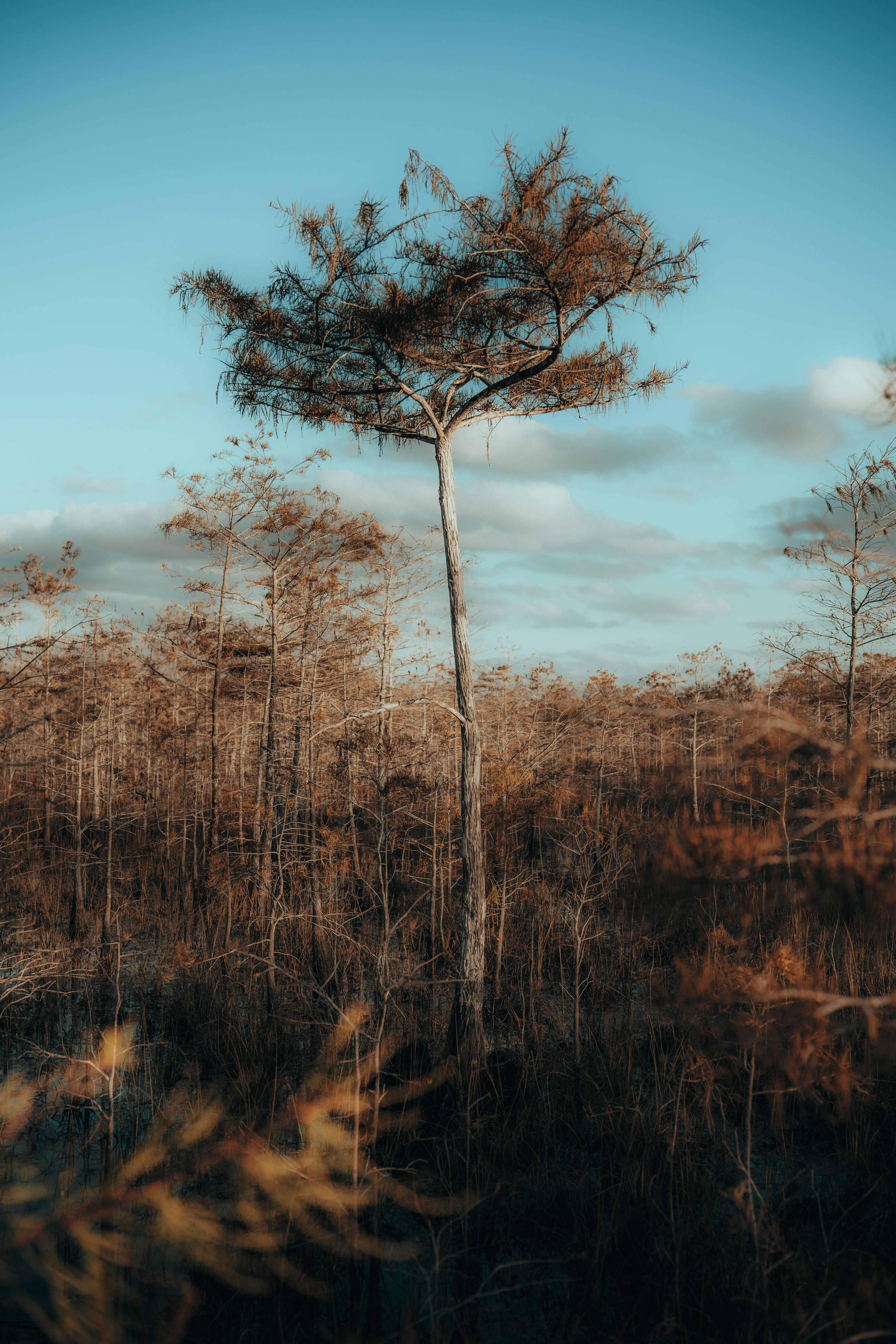 Landscape with a Tall, Leafless Tree · Free Stock Photo