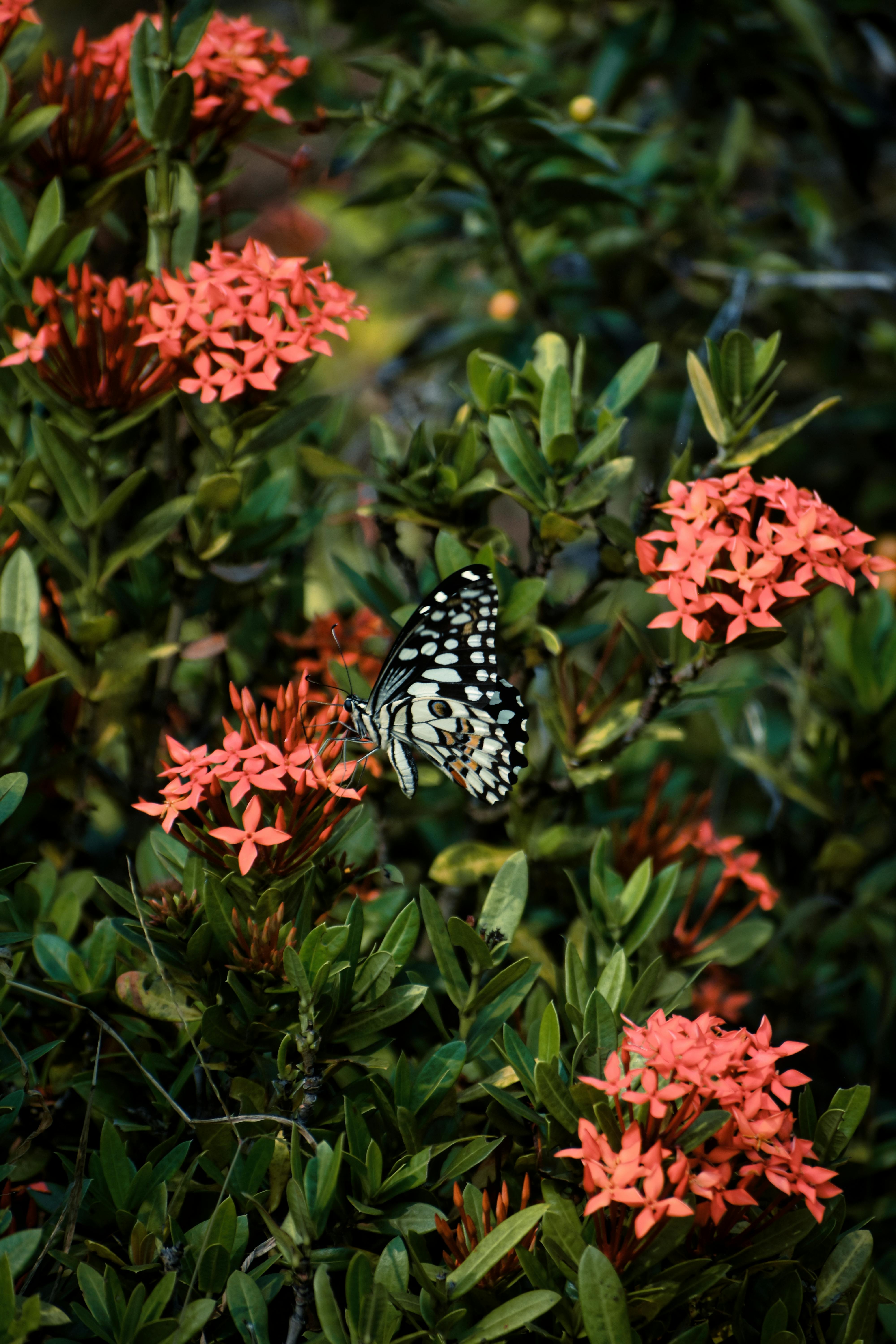 Polka Dot Wings Photos, Download The BEST Free Polka Dot Wings Stock ...