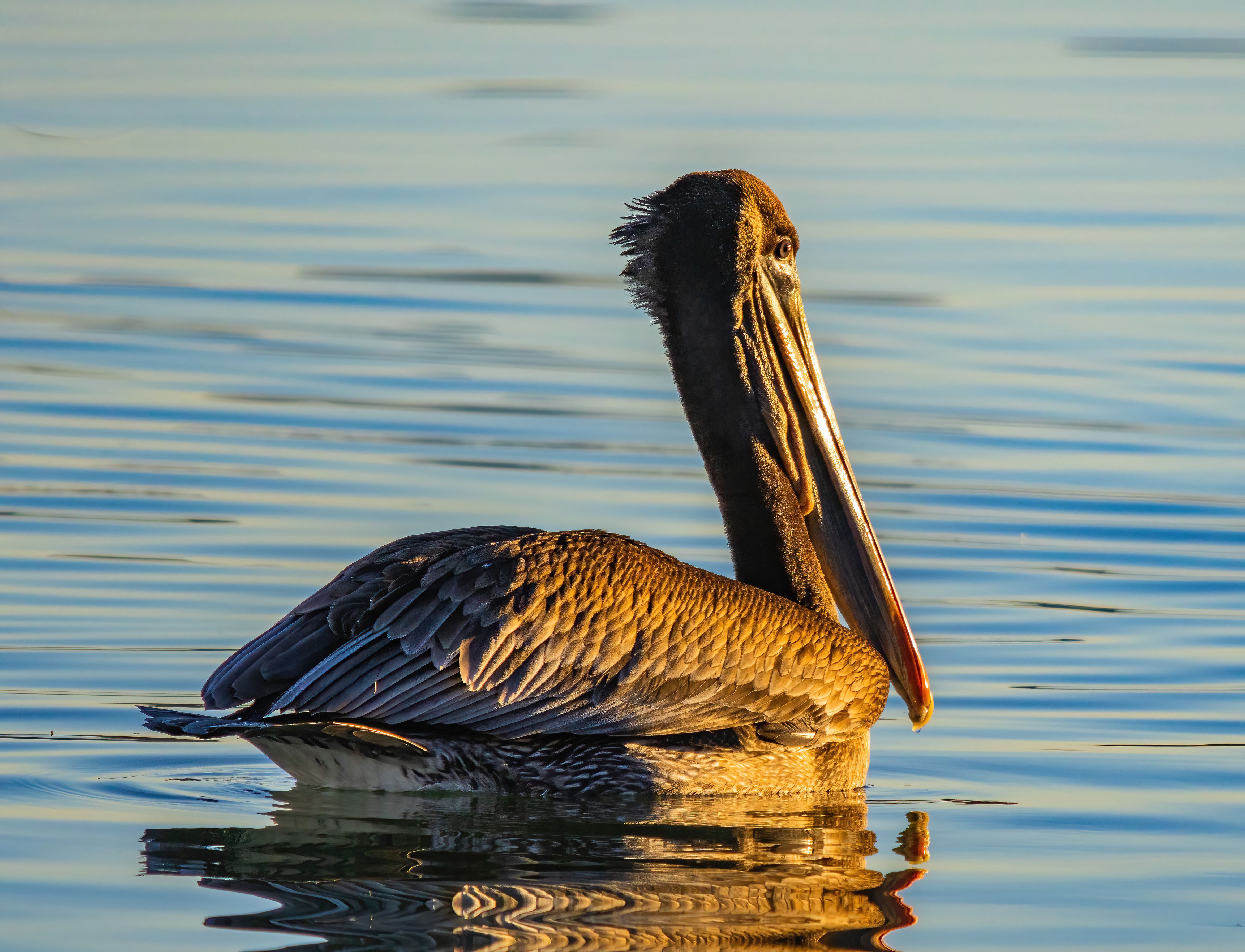 A Pelican by a Sea · Free Stock Photo