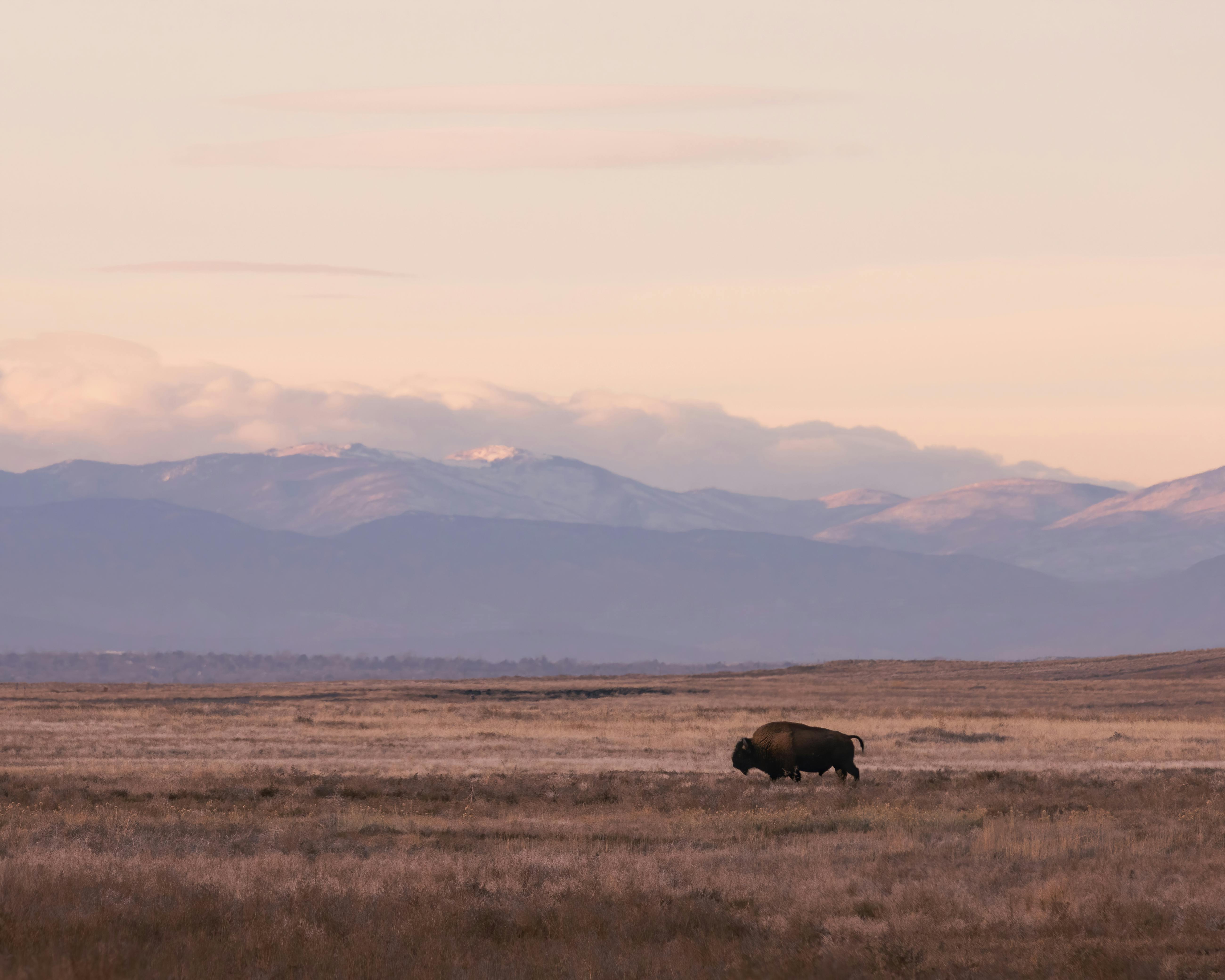 Bison on a Grass Field and Mountains in Distance · Free Stock Photo