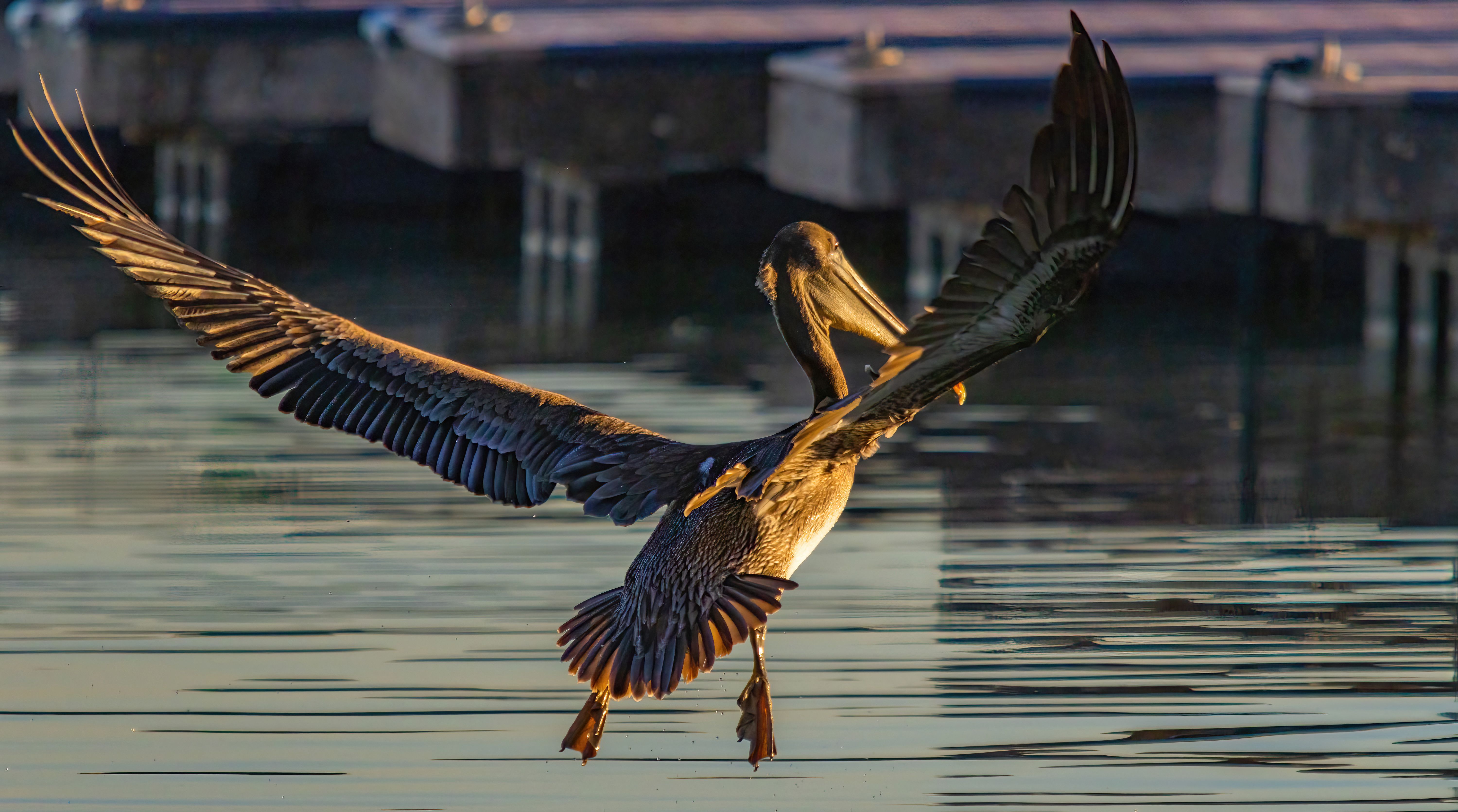 A Pelican by a Sea · Free Stock Photo