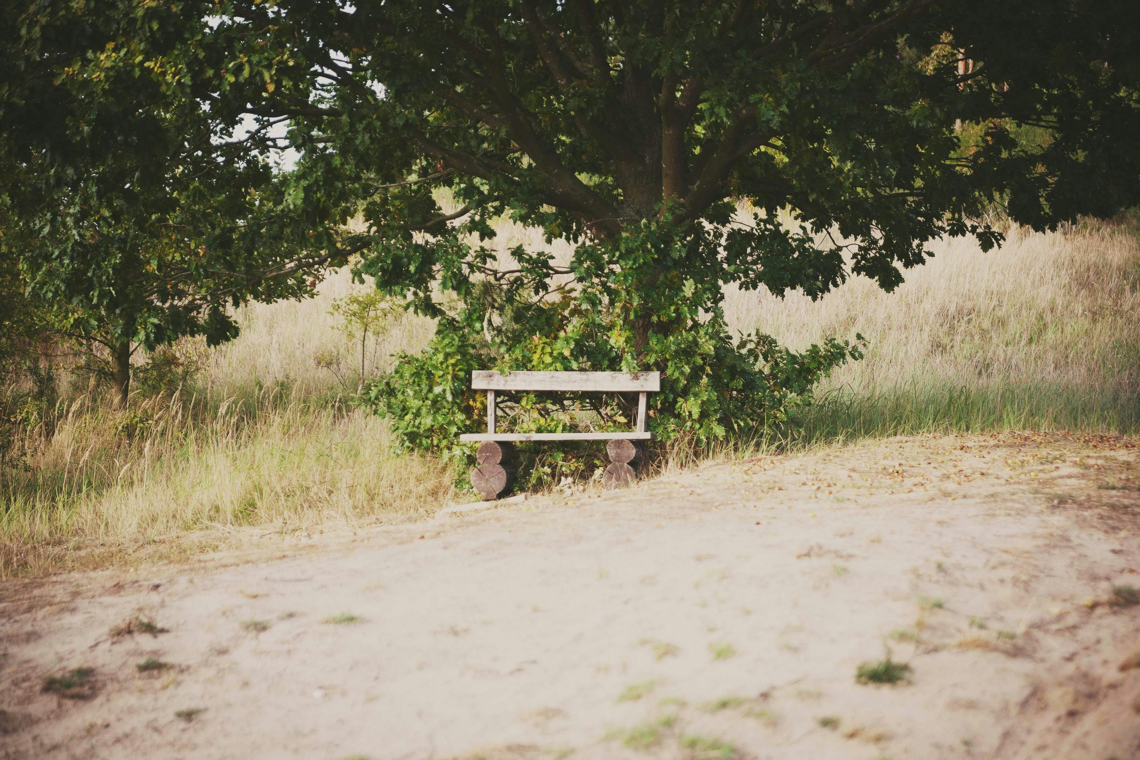 Wooden Bench Next to Tree · Free Stock Photo