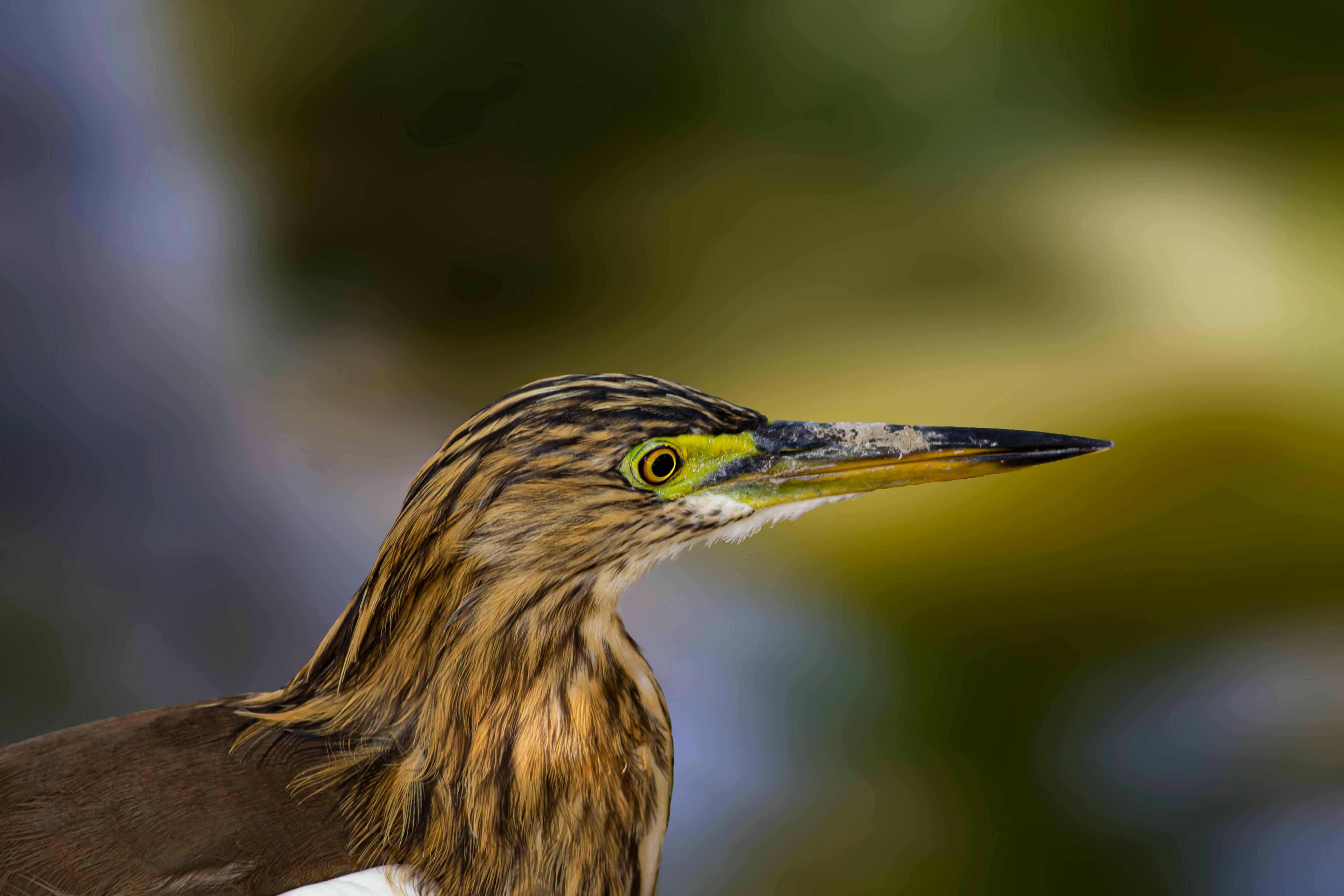 Close-Up Photograph of an Indian Pond Heron · Free Stock Photo
