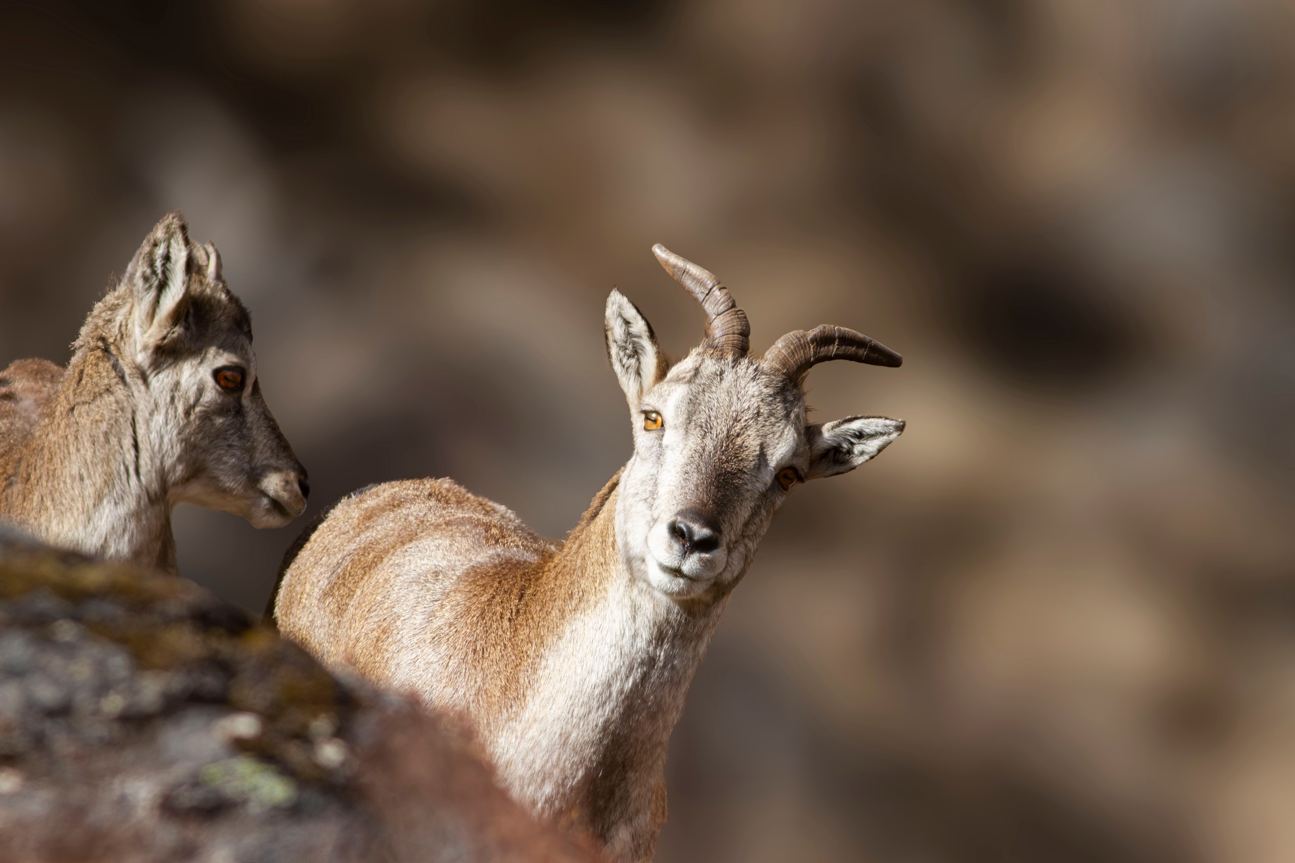 Horns Wallpaper Photos, Download The BEST Free Horns Wallpaper Stock ...