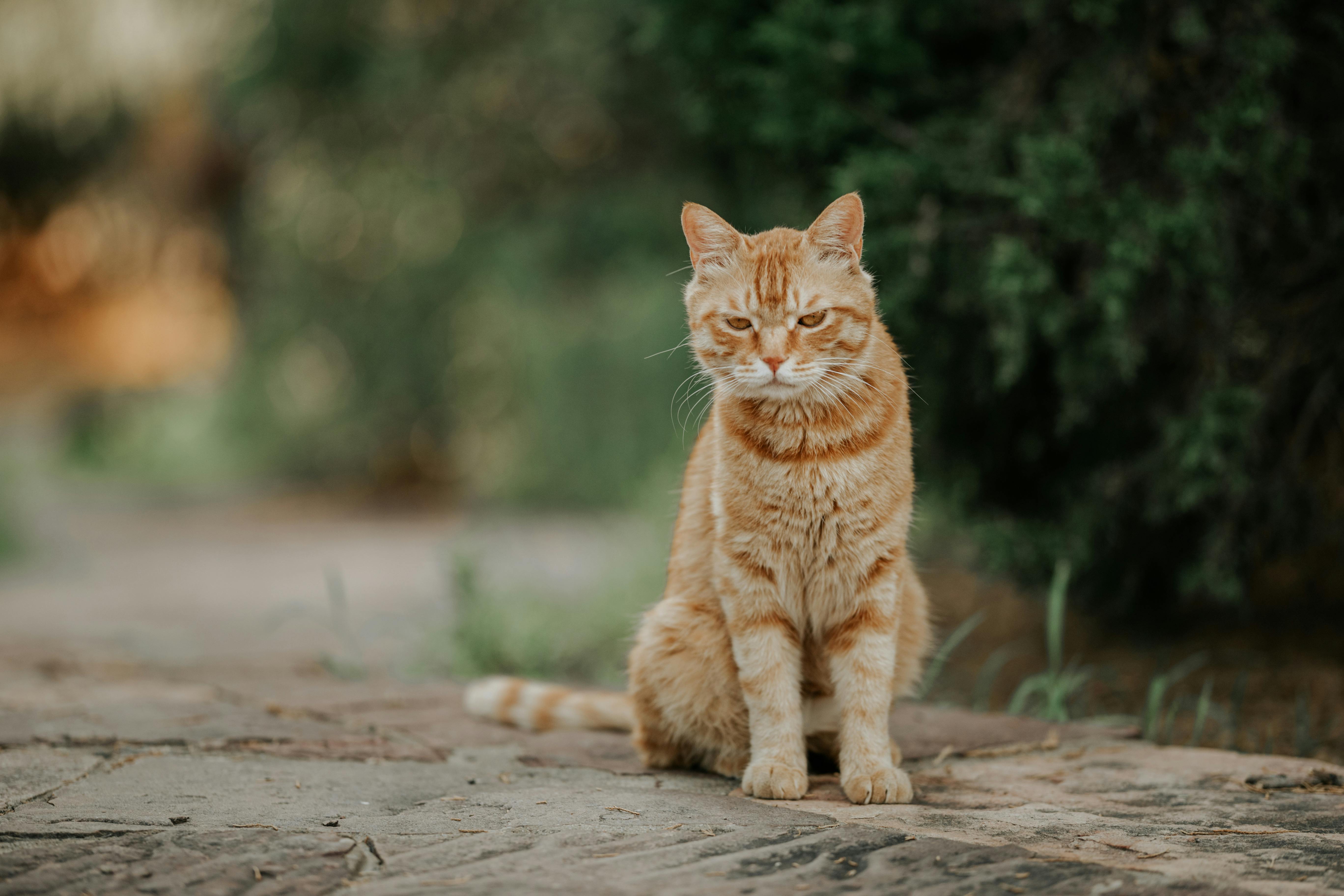 Tabby Cat · Free Stock Photo