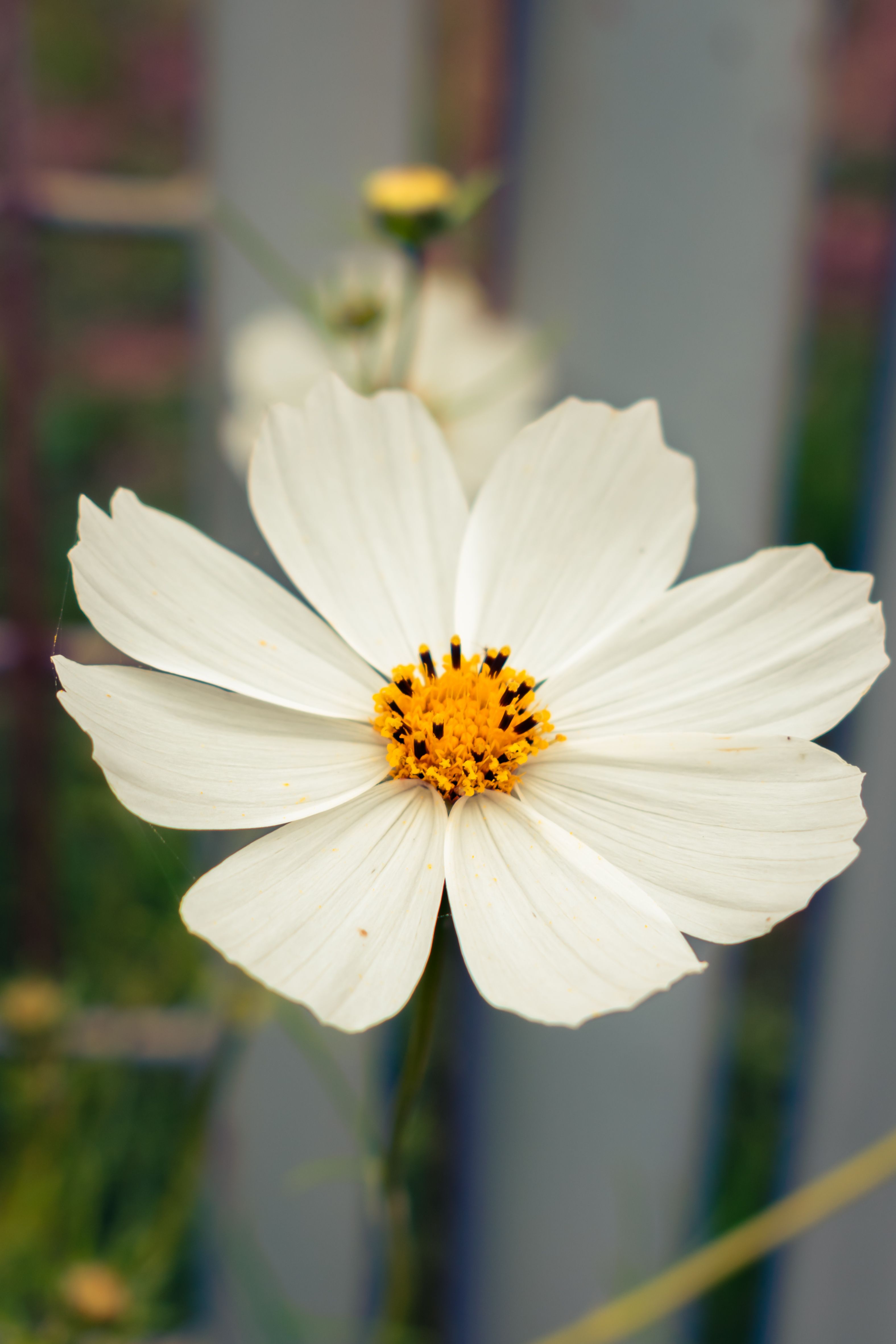 White Flowers in Bloom · Free Stock Photo