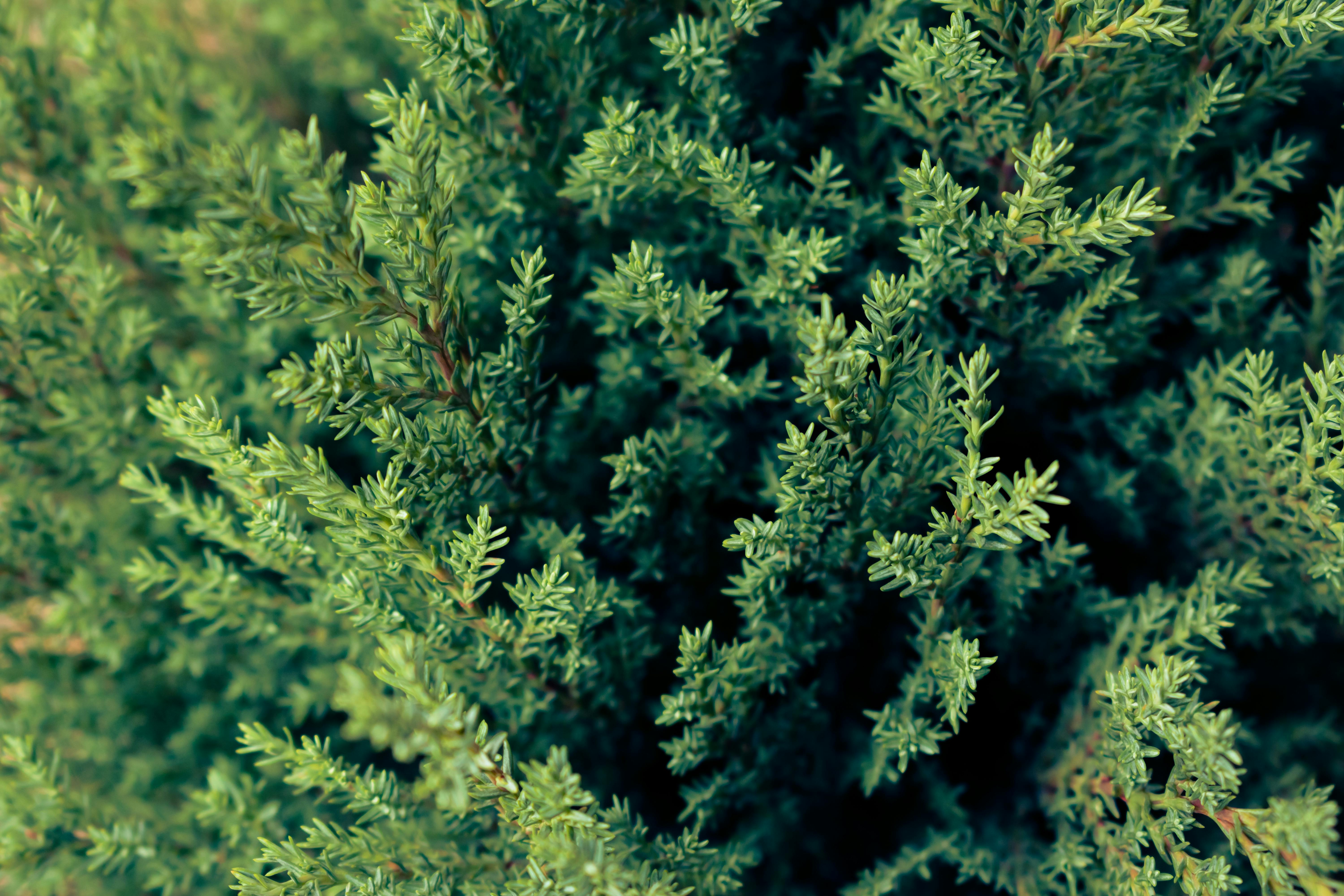 Juniper Photos, Download The BEST Free Juniper Stock Photos & HD Images