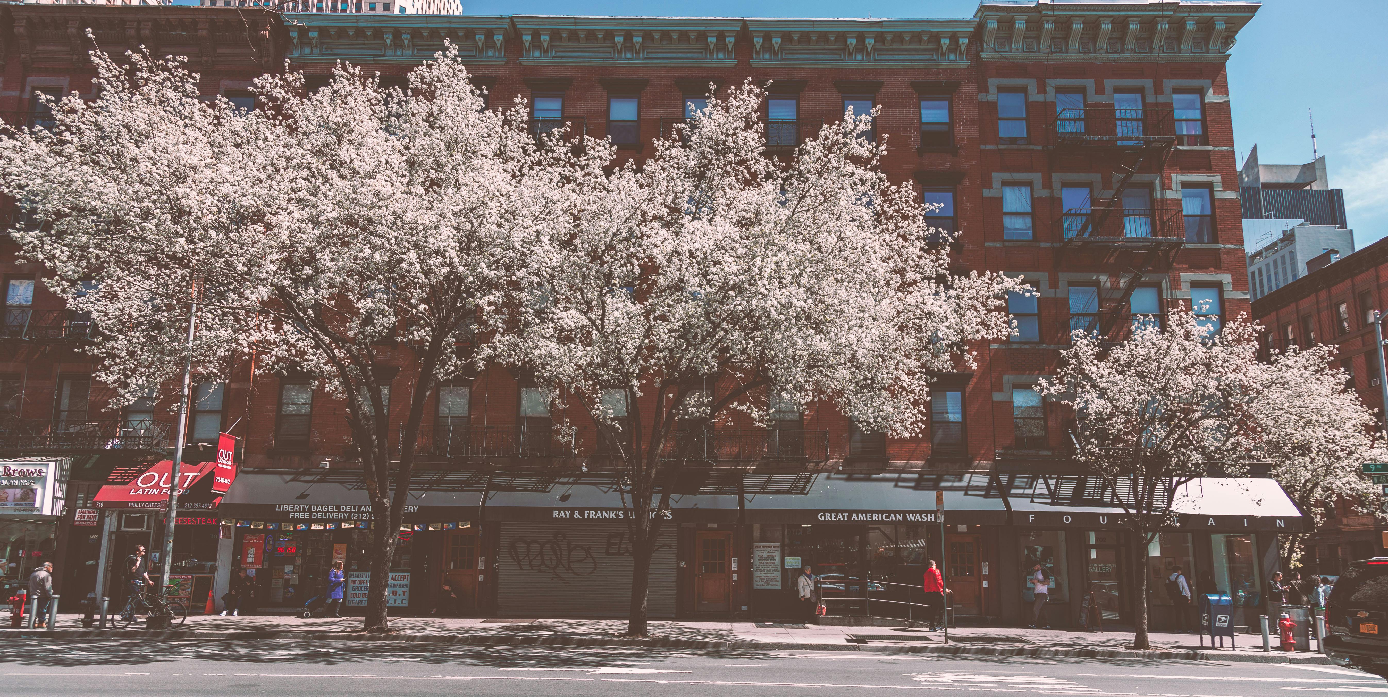Sakura Trees · Free Stock Photo