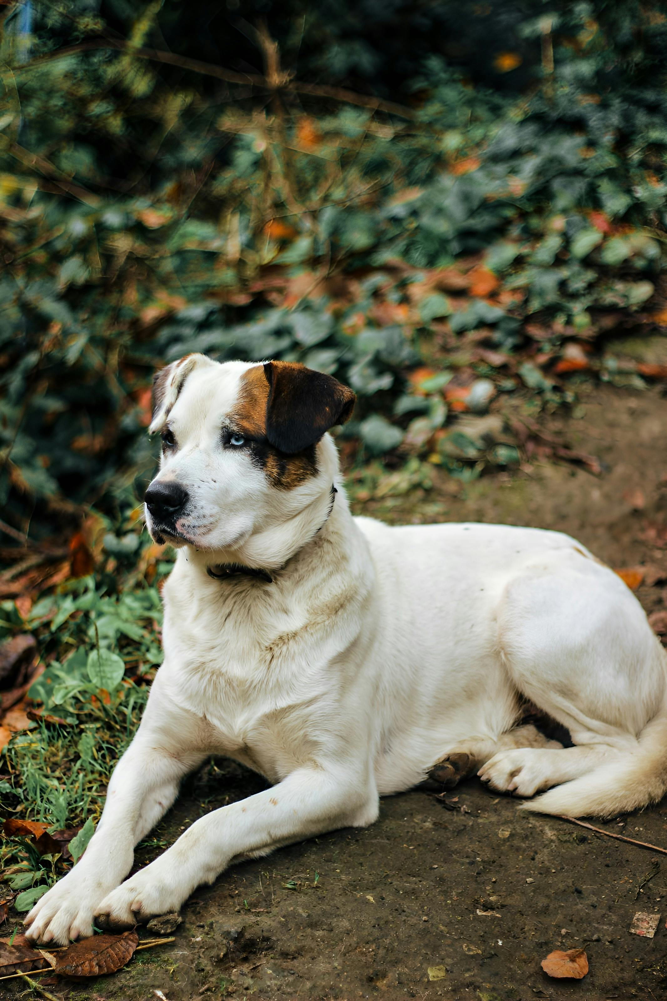 Black Dog Wearing a Costume · Free Stock Photo