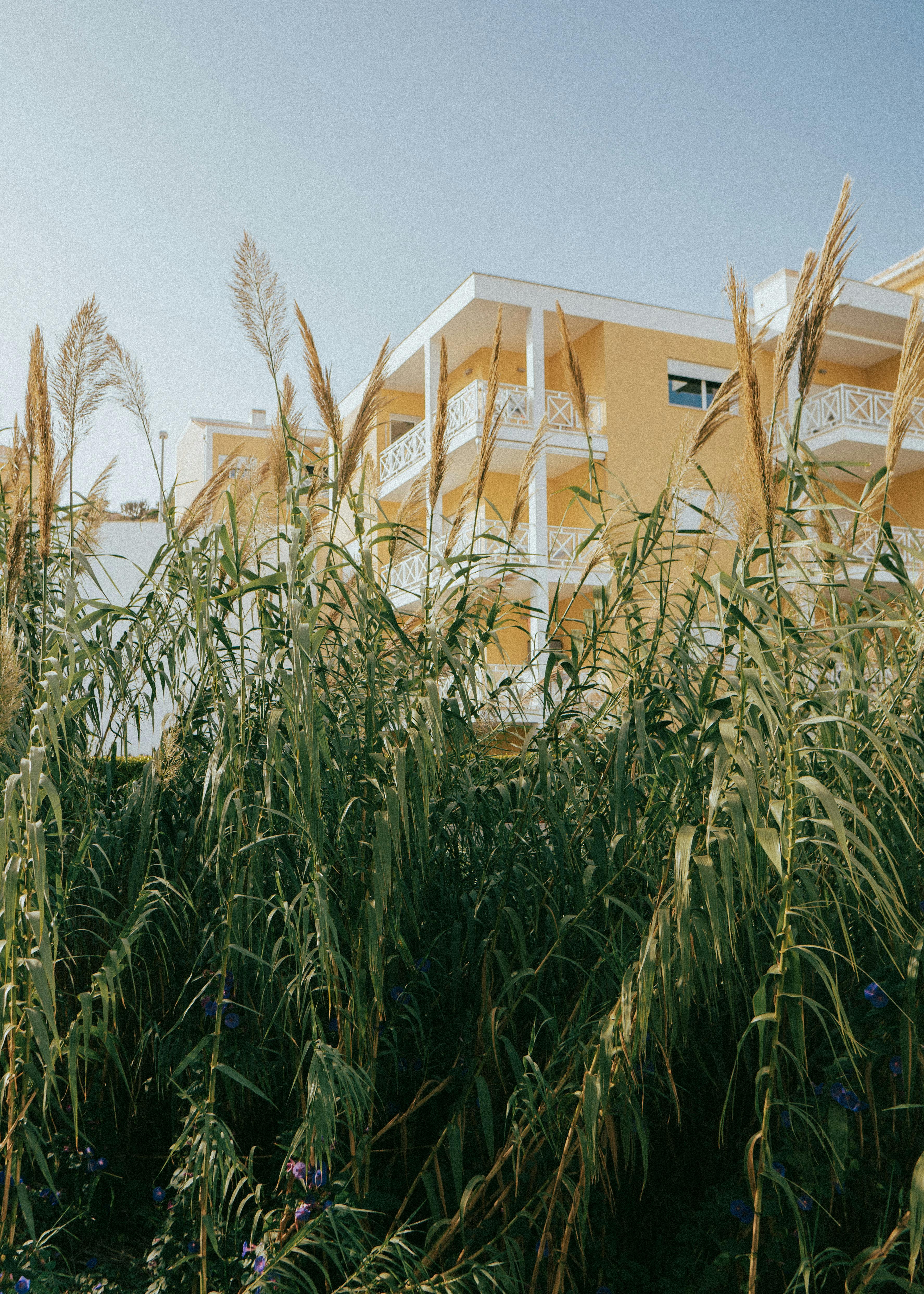 Yellow House Building Among High Grass · Free Stock Photo