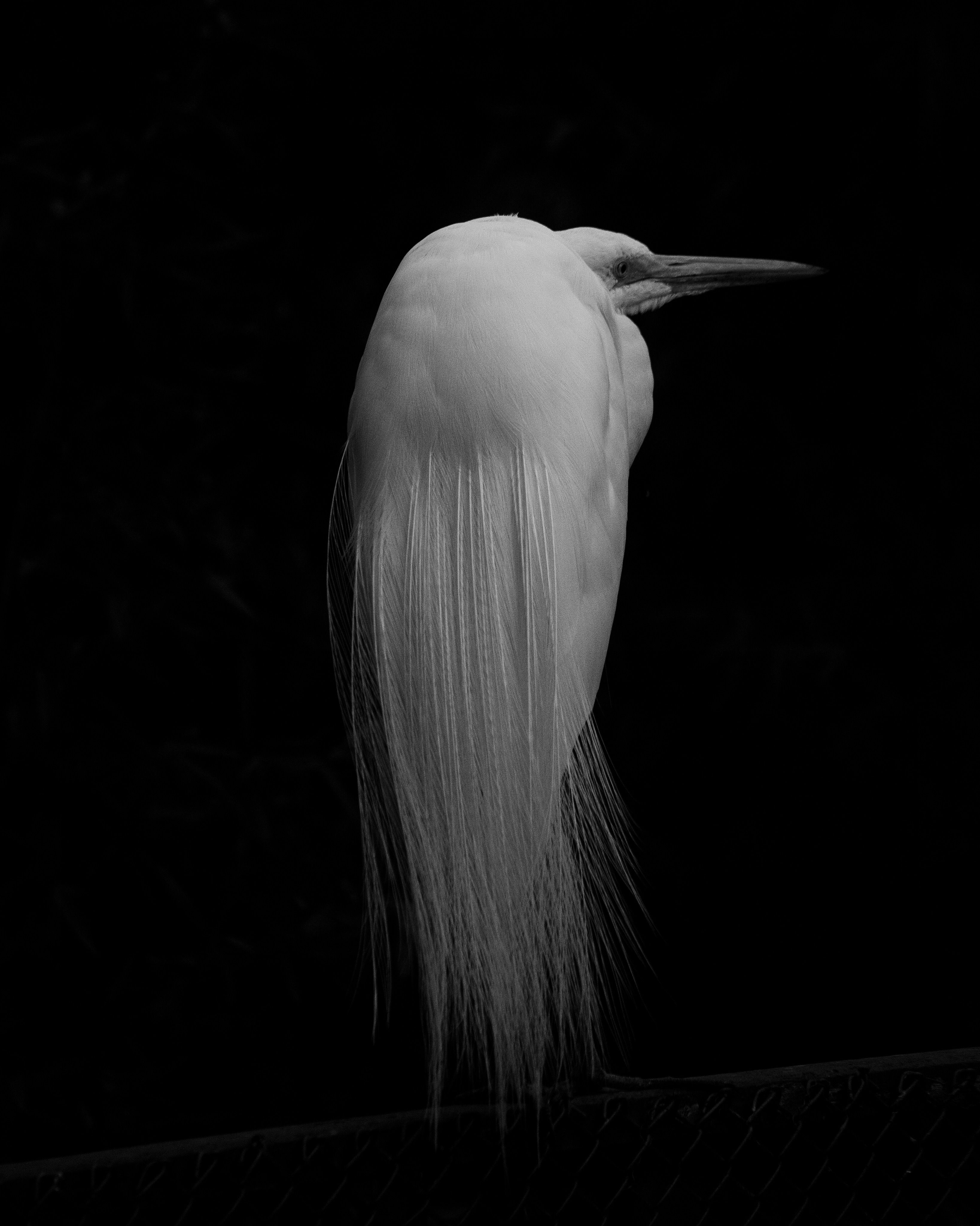 Grayscale Photo of White Bird · Free Stock Photo