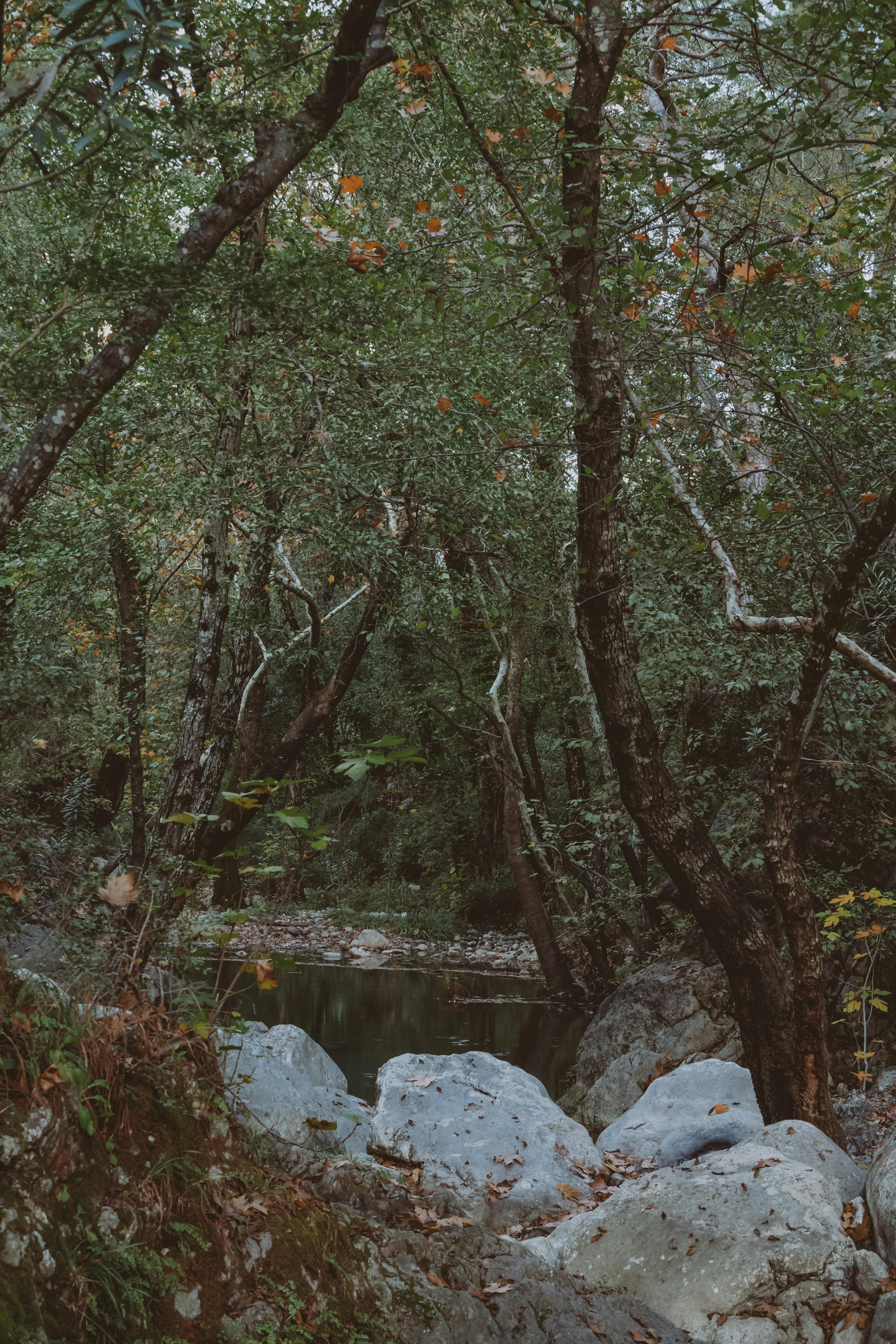 Dirt Road in Deep Forest · Free Stock Photo