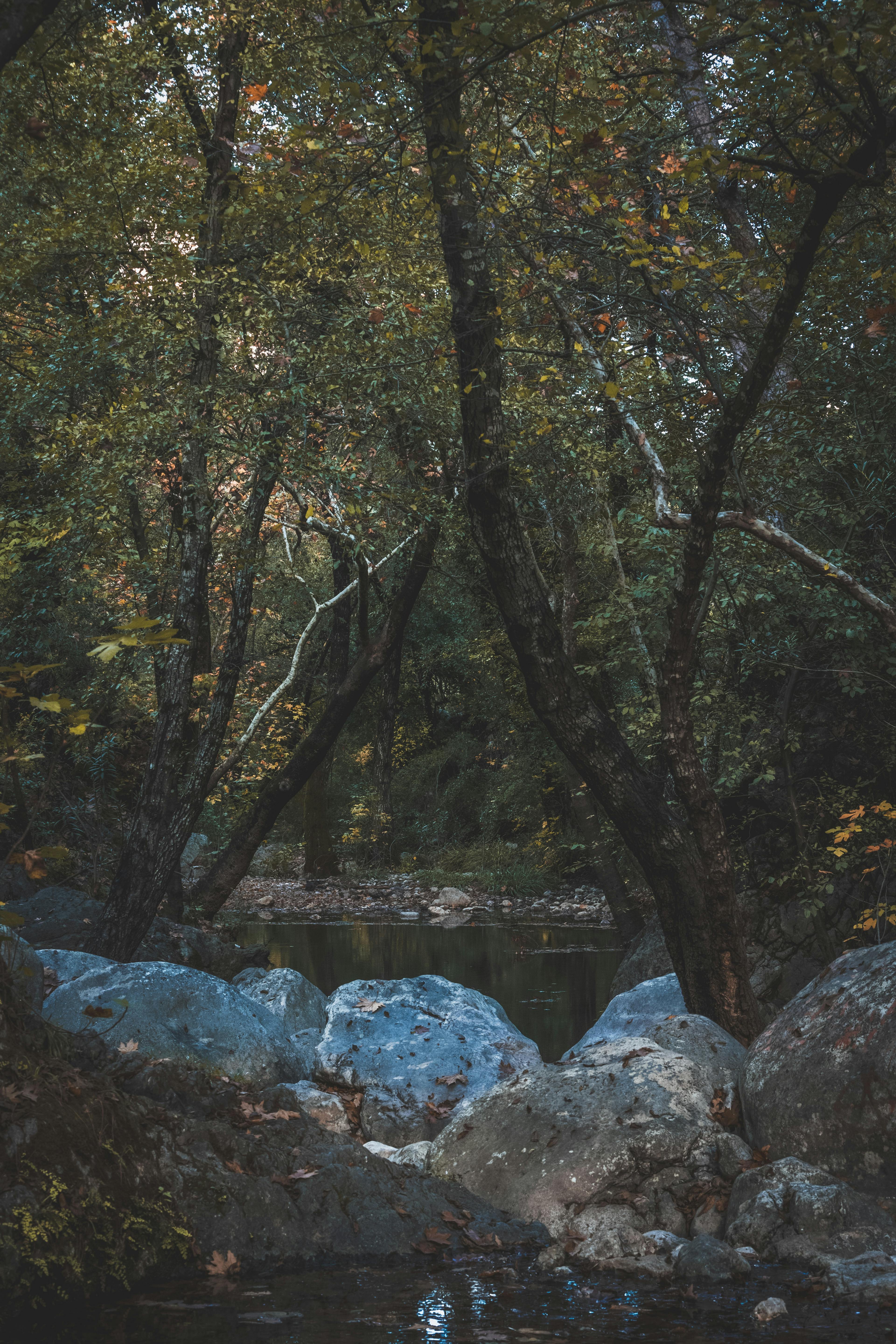 Trees near Rocks and Water in Forest · Free Stock Photo