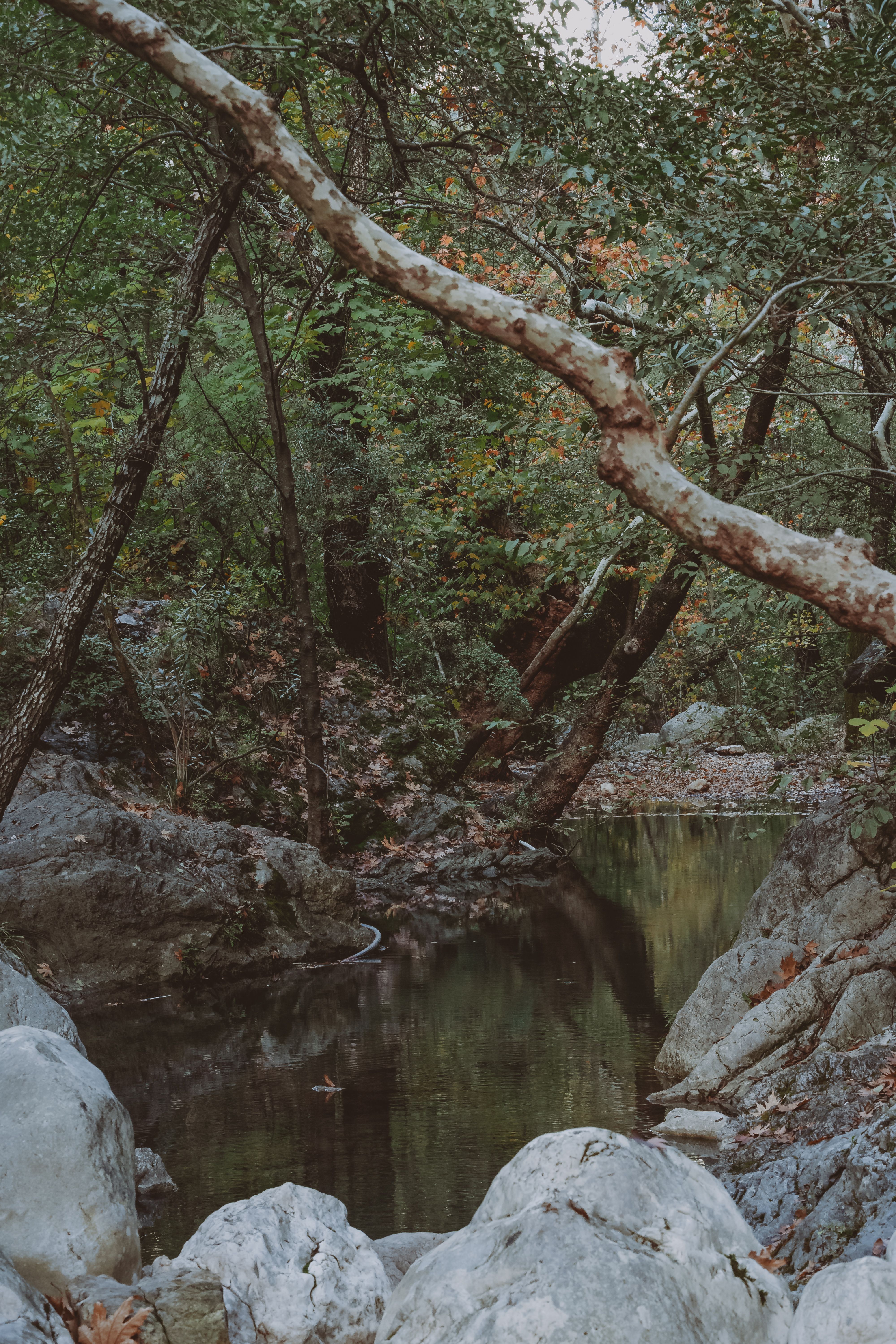 River in a Forest · Free Stock Photo