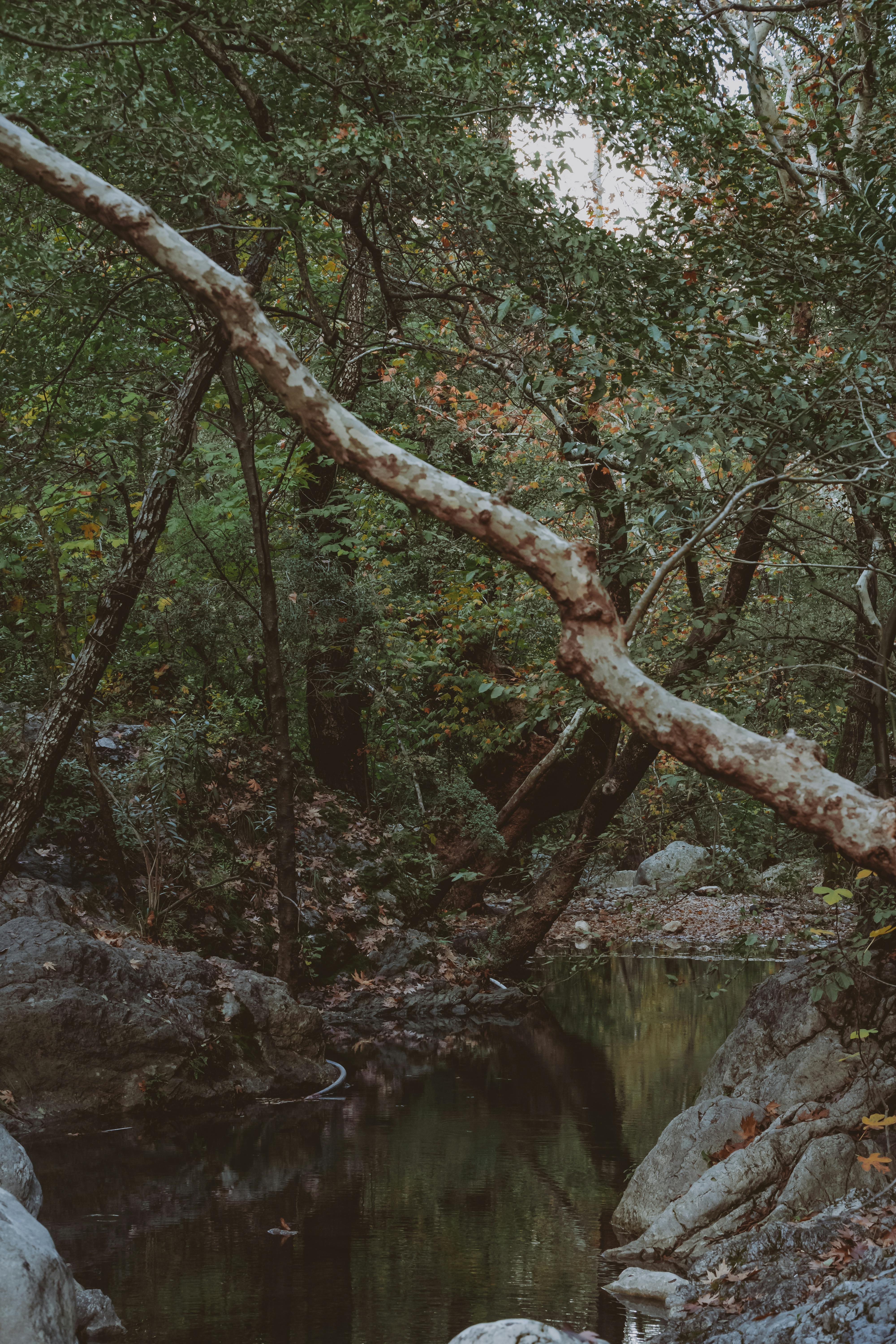 Trees over Stream in Forest · Free Stock Photo