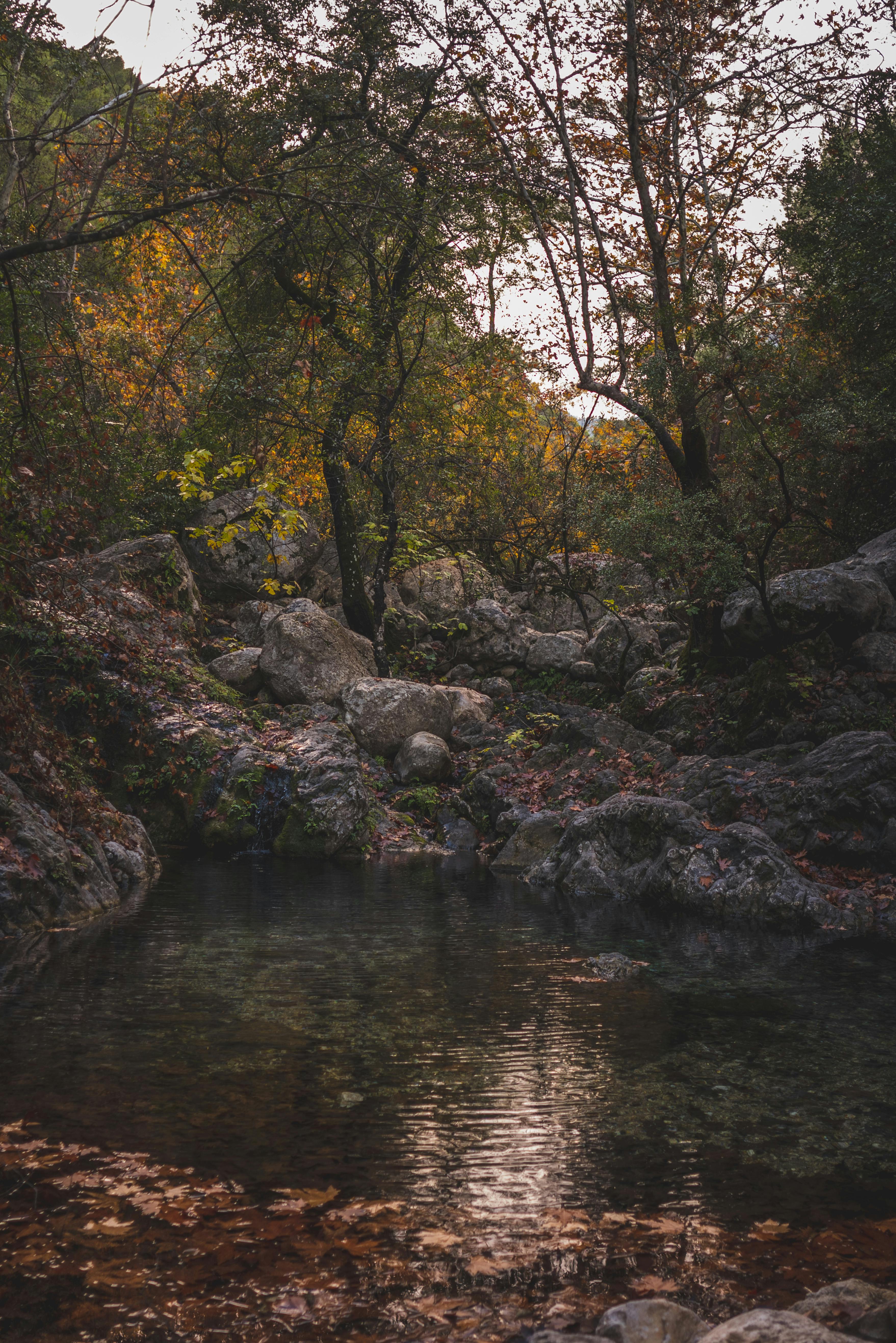 Trees and Stream in Forest · Free Stock Photo